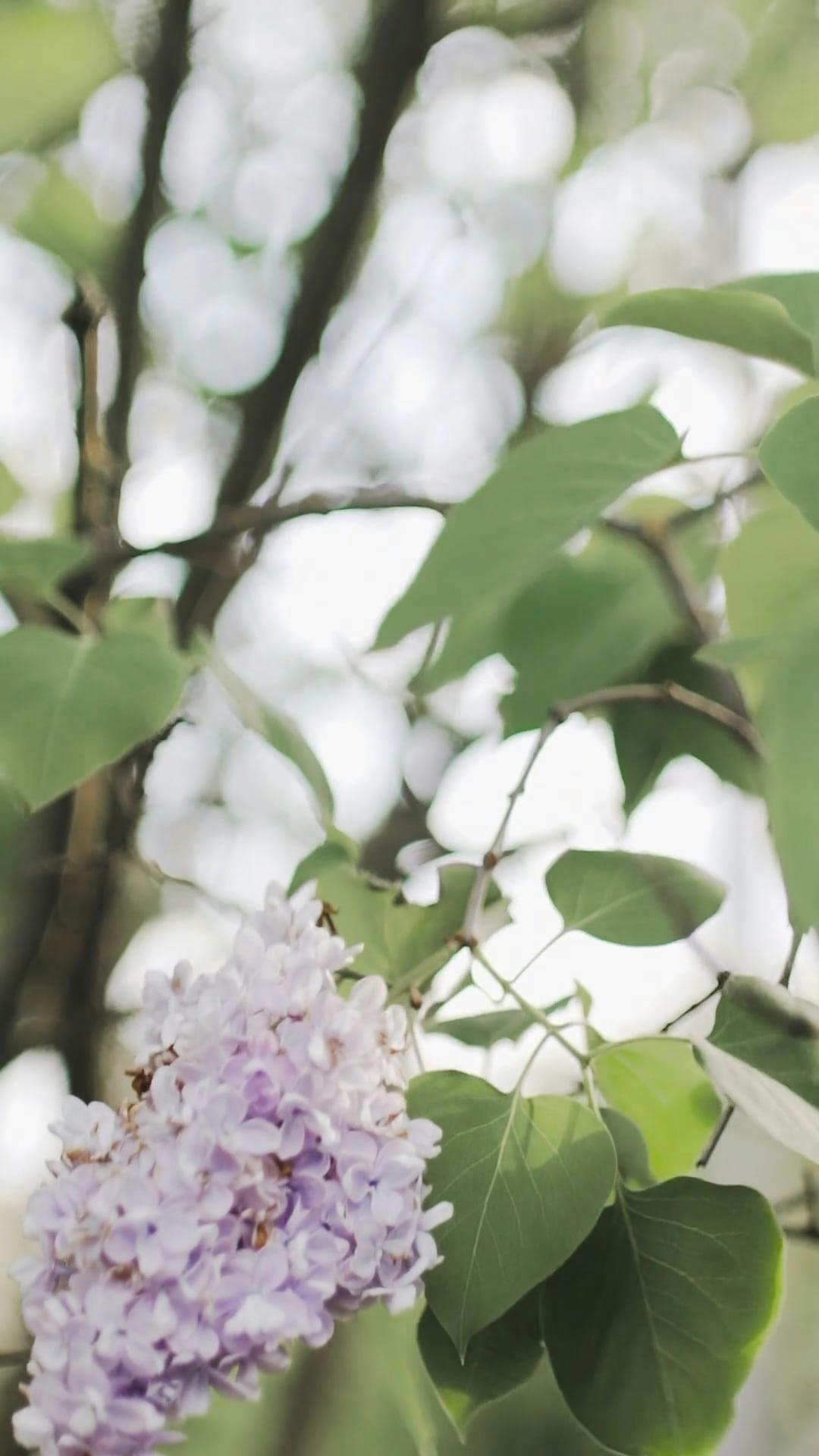 Purple Flower Tree Videos, Download The BEST Free 4k Stock Video ...