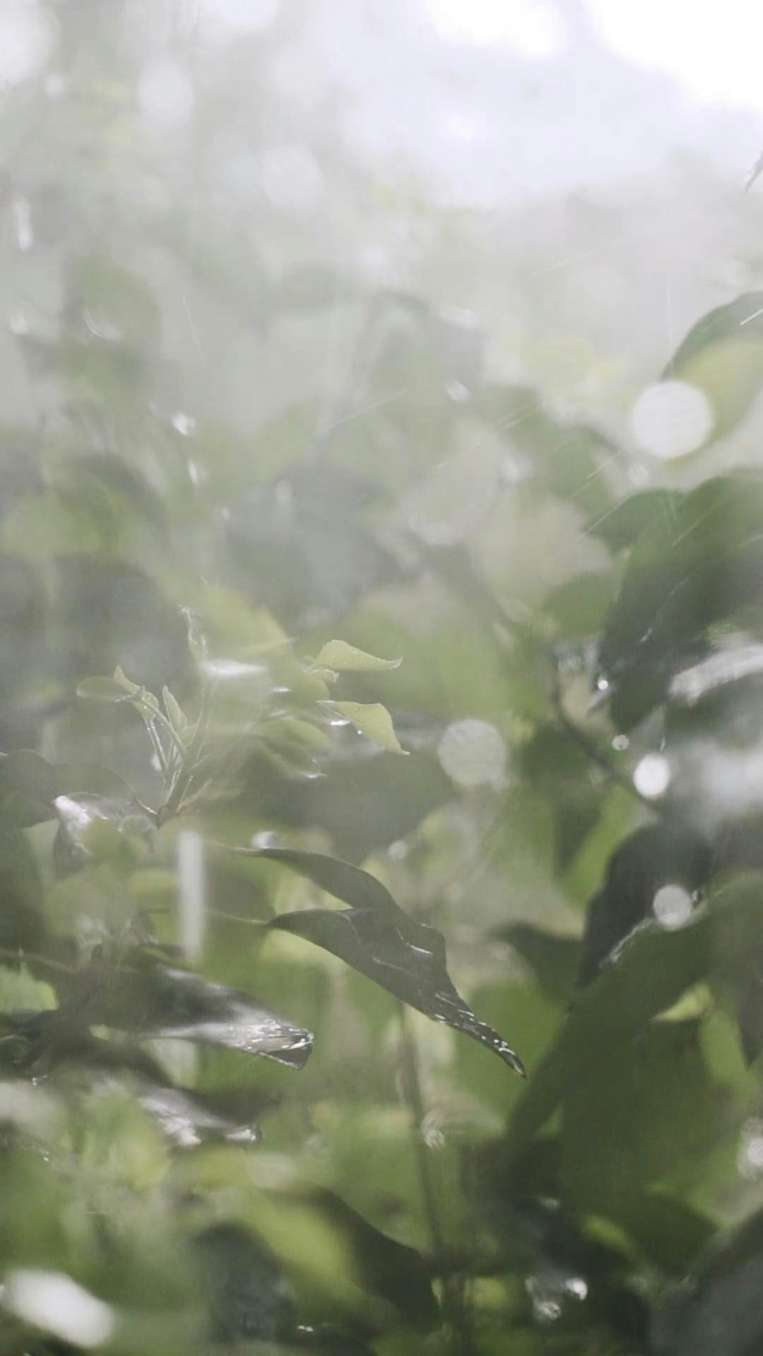 Drench Videos, Download The BEST Free 4k Stock Video Footage & Drench ...