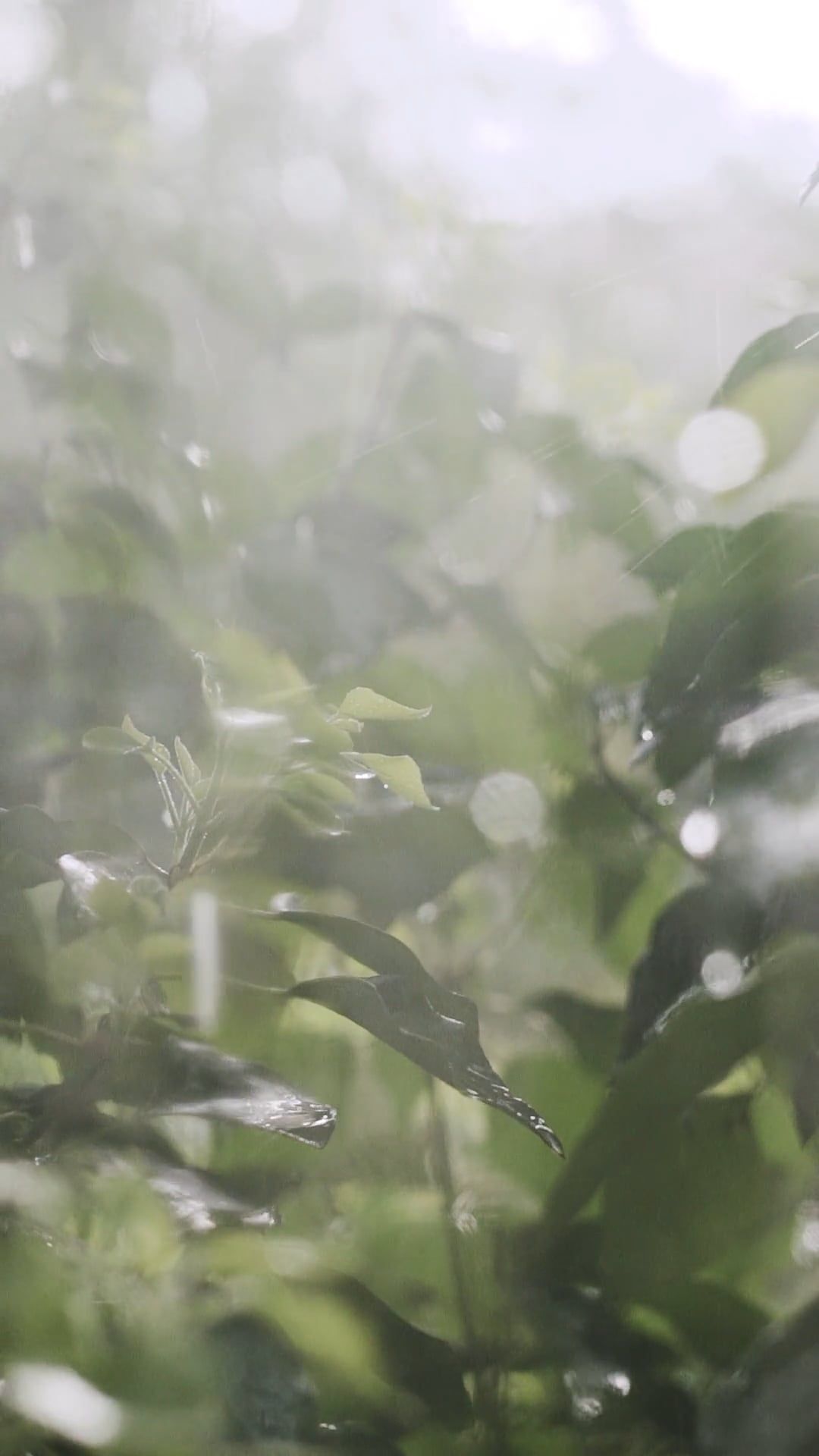 Rainy Day Videos, Download The BEST Free 4k Stock Video Footage & Rainy ...