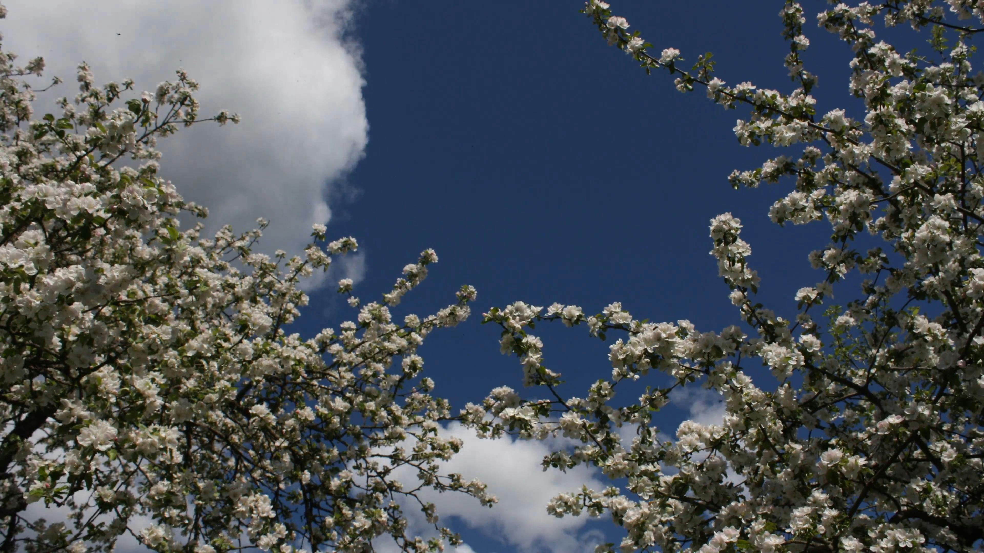 Pollen Air Videos, Download The BEST Free 4k Stock Video Footage ...