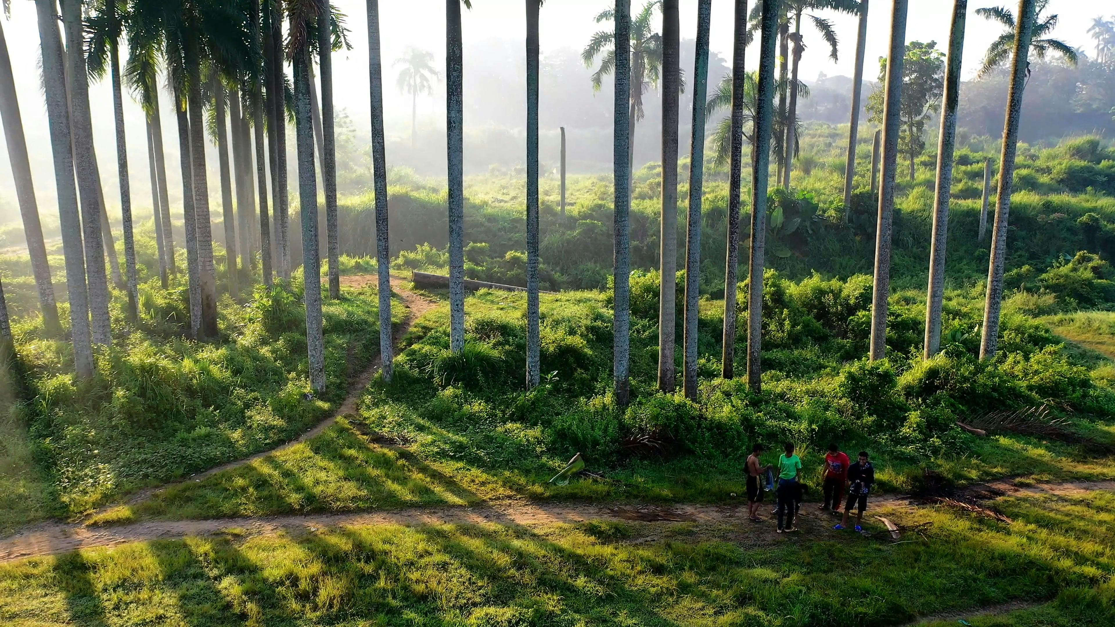 Tropical Farm Videos, Download The BEST Free 4k Stock Video Footage ...