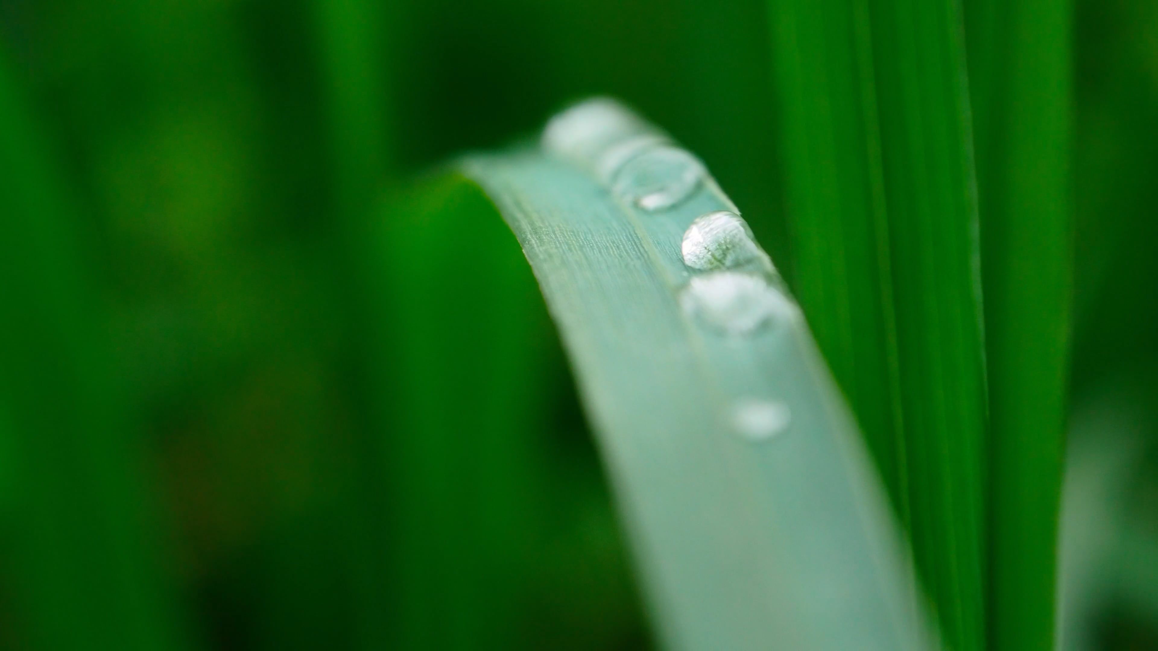 Grass Texture 4k Videos, Download The BEST Free 4k Stock Video Footage ...