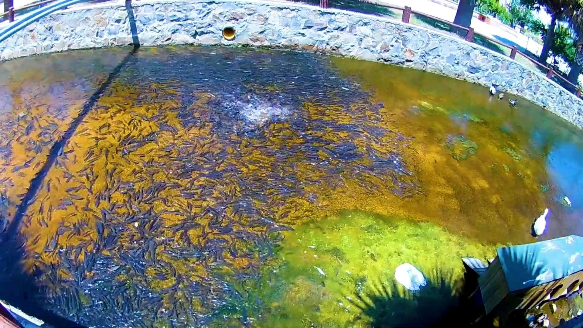 Wild Fish Videos, Download The BEST Free 4k Stock Video Footage & Wild ...