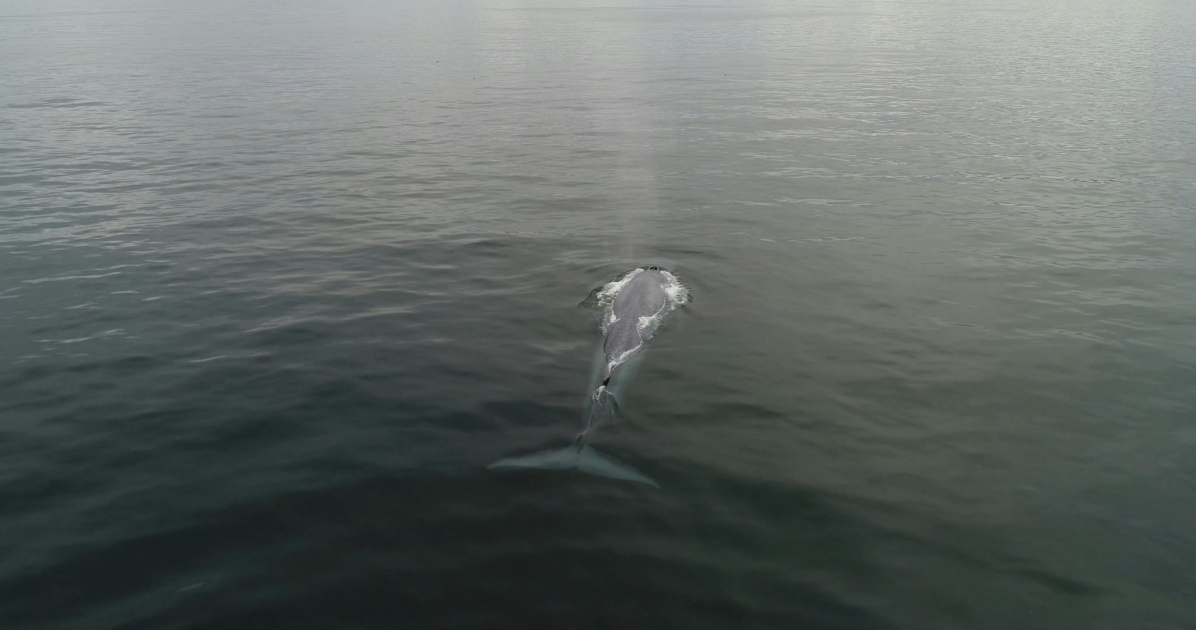 Large Shark Videos, Download The BEST Free 4k Stock Video Footage ...