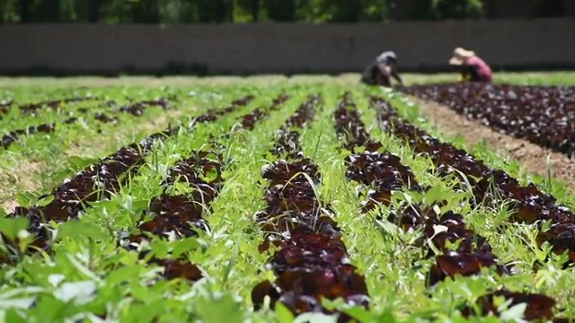 Farming Tasks Videos, Download The BEST Free 4k Stock Video Footage ...