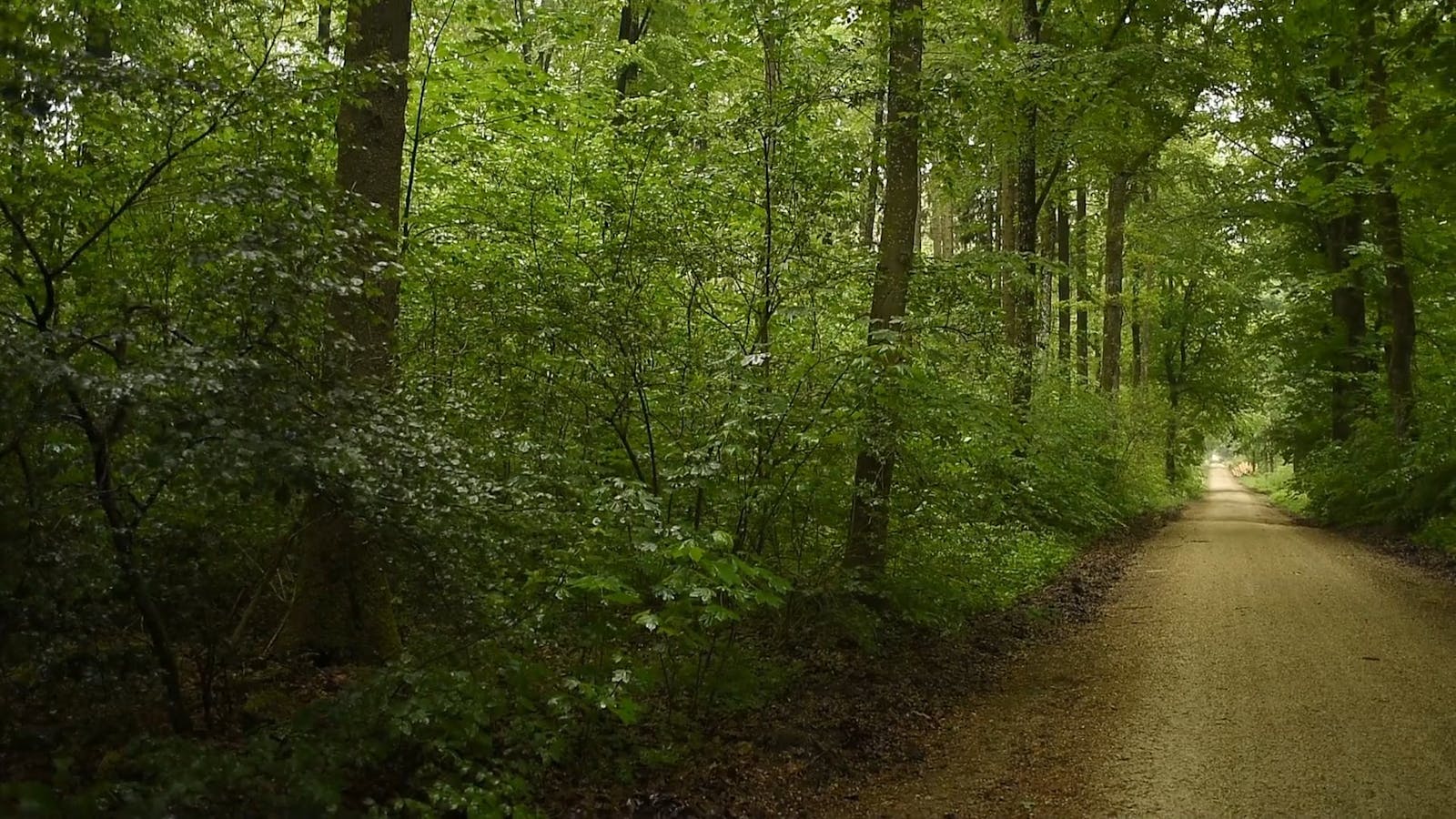 Forest Background Videos, Download The BEST Free 4k Stock Video Footage ...