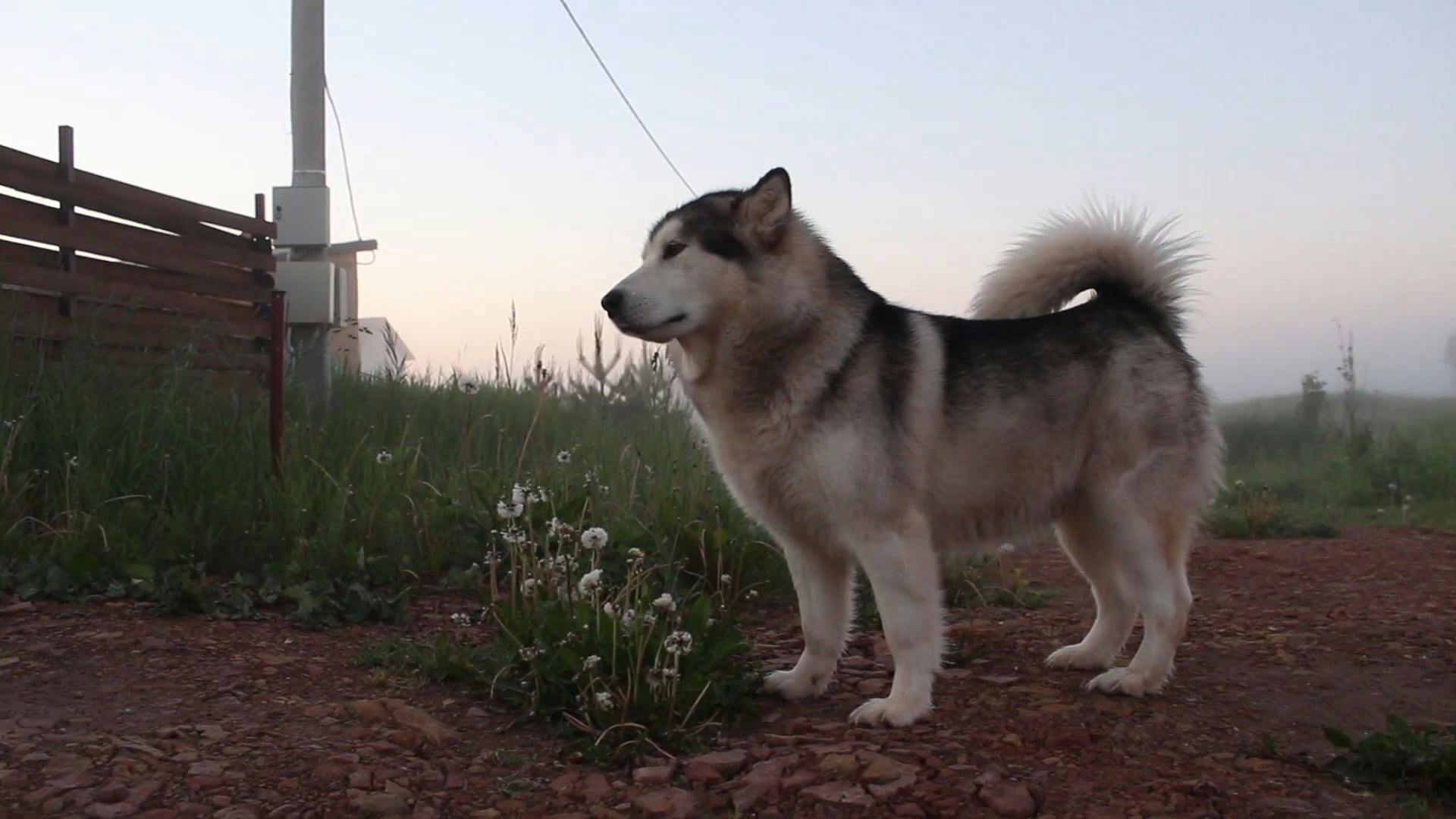Flower And Husky Videos, Download The BEST Free 4k Stock Video Footage ...