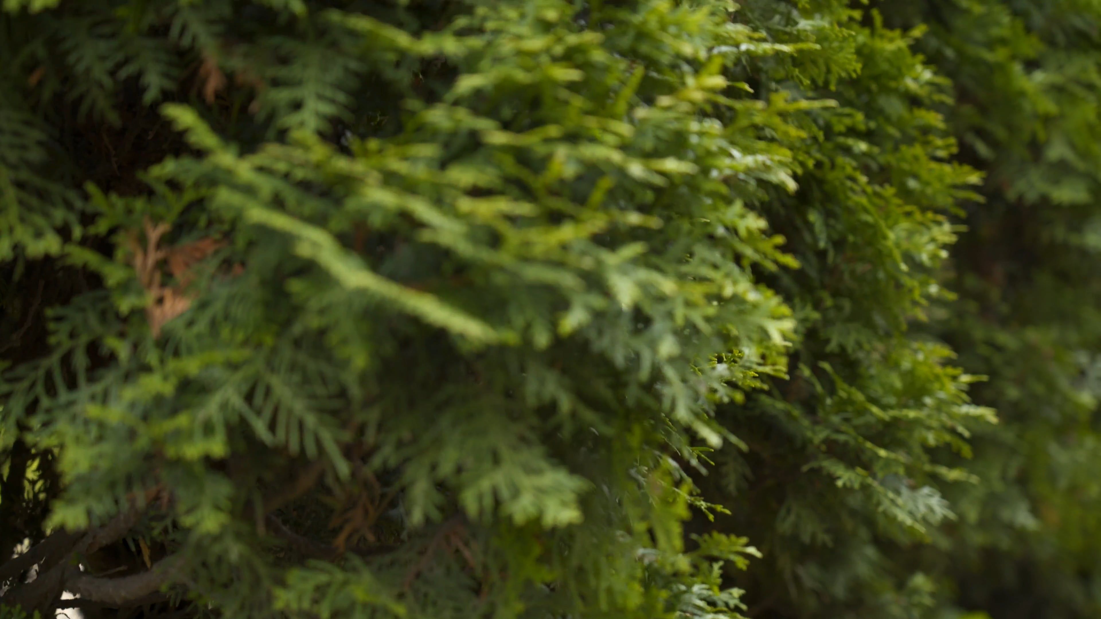 Full Green Tree Videos, Download The BEST Free 4k Stock Video Footage ...