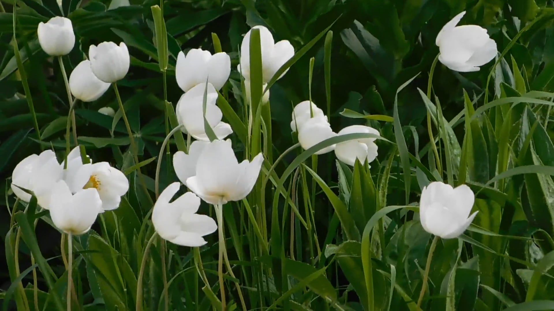 Flowers Swaying in the Breeze Free Stock Video Footage, Royalty-Free 4K ...