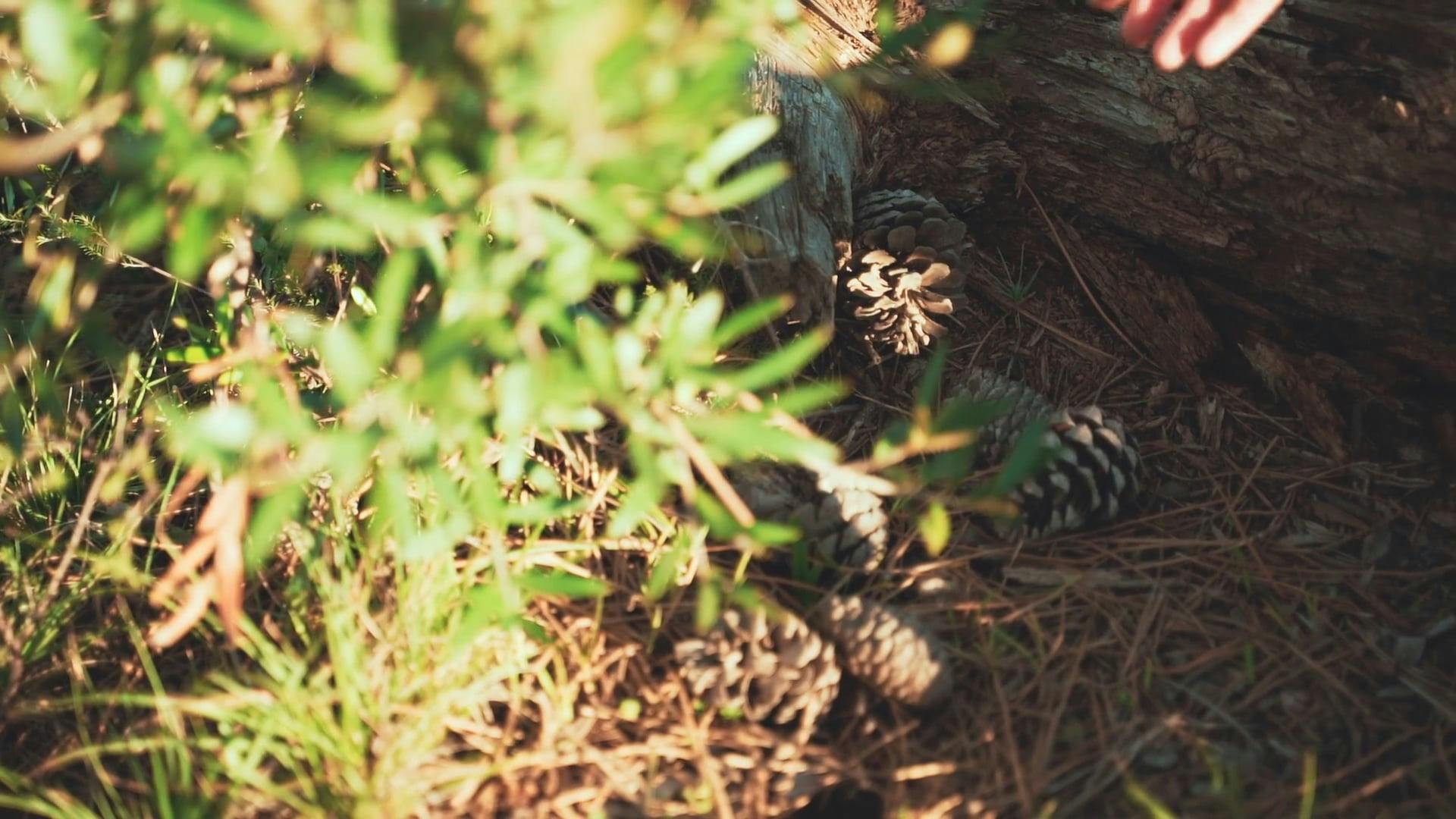 Video Of Forest Free Stock Video Footage, Royalty-Free 4K & HD Video Clip