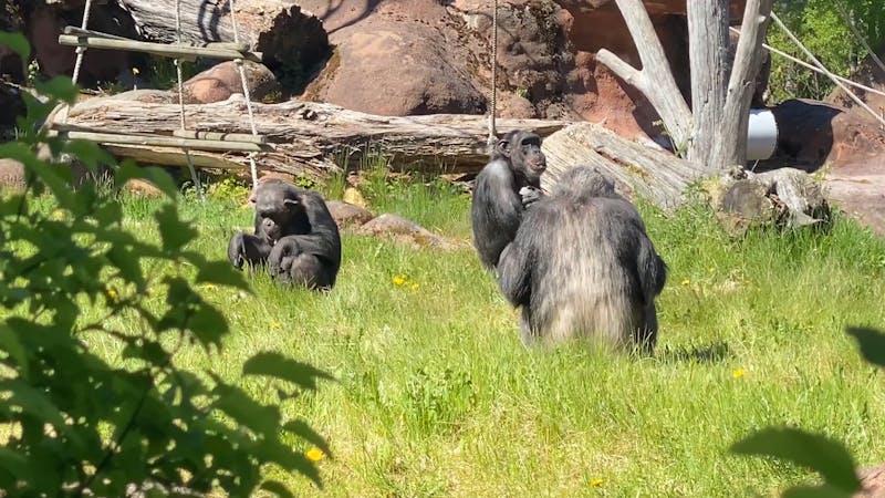 Chimpanzee Videos, Download The BEST Free 4k Stock Video Footage ...