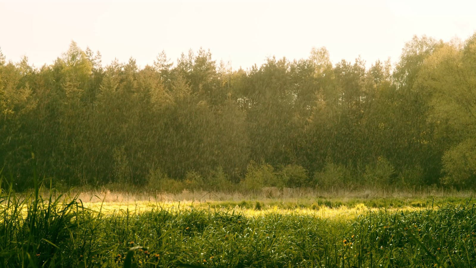 有关户外 下雨 下雨天 和平撤退 垂直视频 夏天下雨 多風 天性 天氣 孤獨 宁静的气氛 安靜 寧靜 小雨 平静