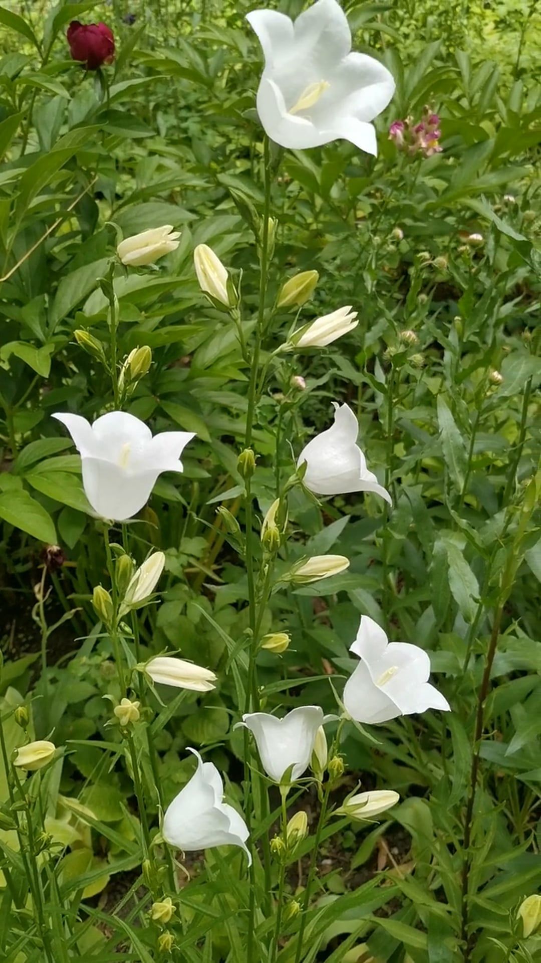 White Flowers In Bloom · Free Stock Video