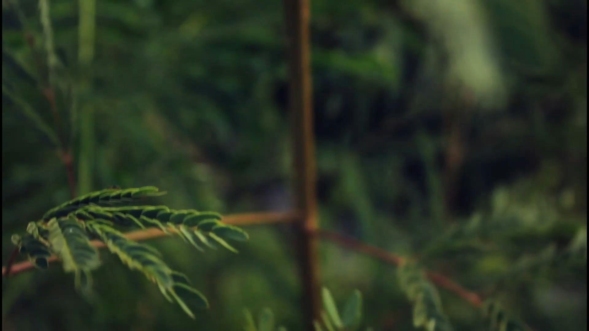 Fern Plants Free Stock Video Footage, Royalty-Free 4K & HD Video Clip