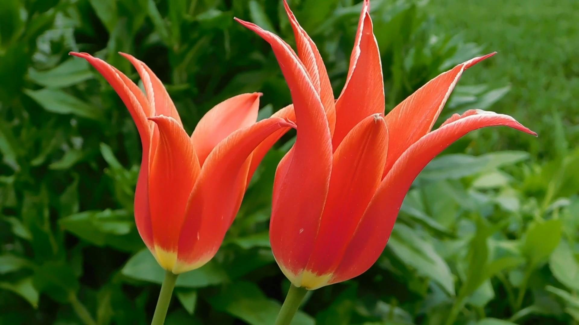 A Close-Up Video of a Star Tulips in Full Bloom Free Stock Video ...