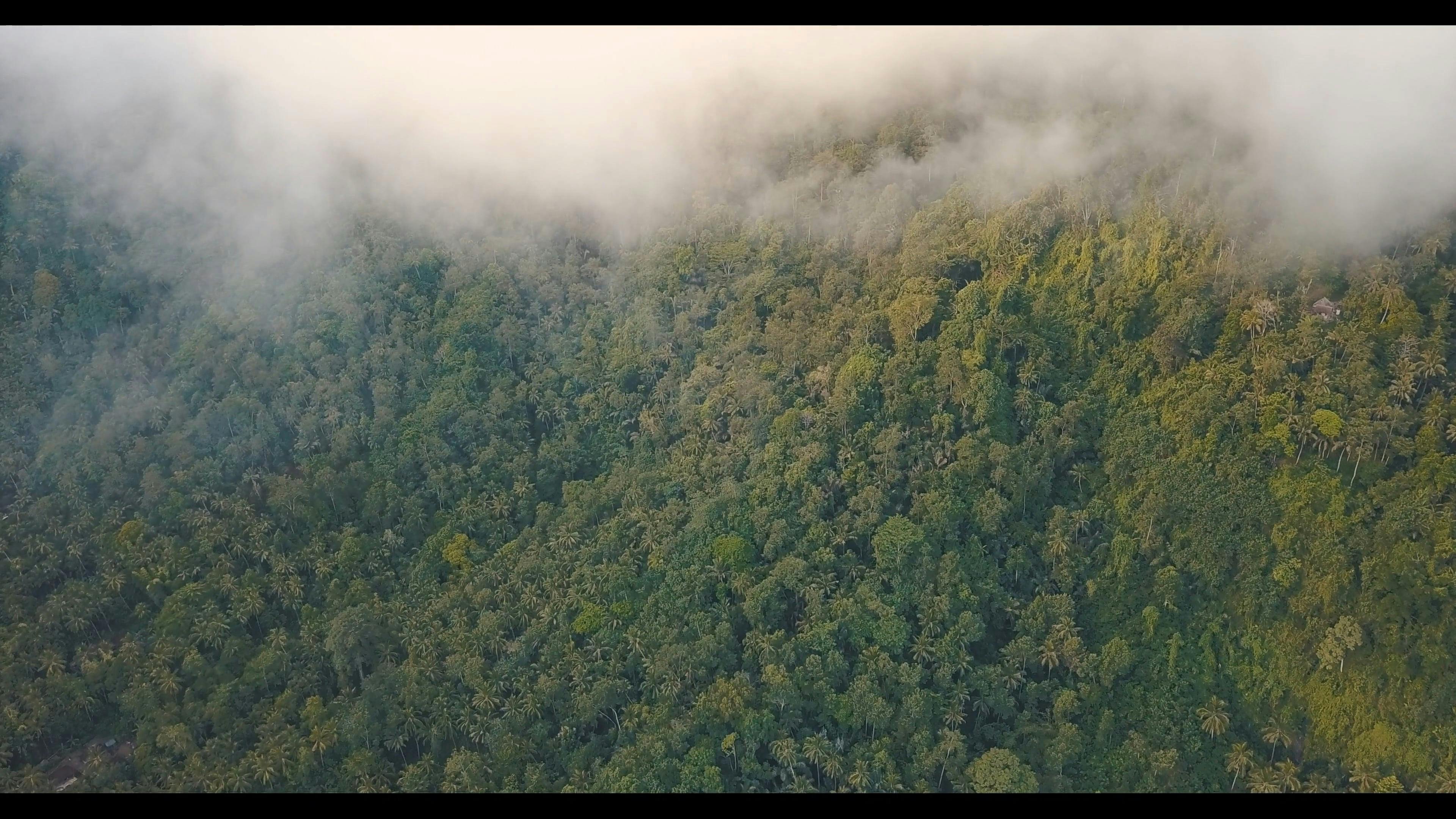 Drone Footage Of A Mountain Forest · Free Stock Video