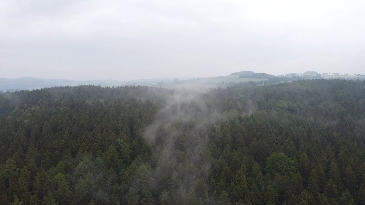 有关光 原本 夏天 天性 太陽光線 安靜 常綠 日光 景觀 林地 森林 樹木 樹林 湿的草 漂亮 神秘 綠色
