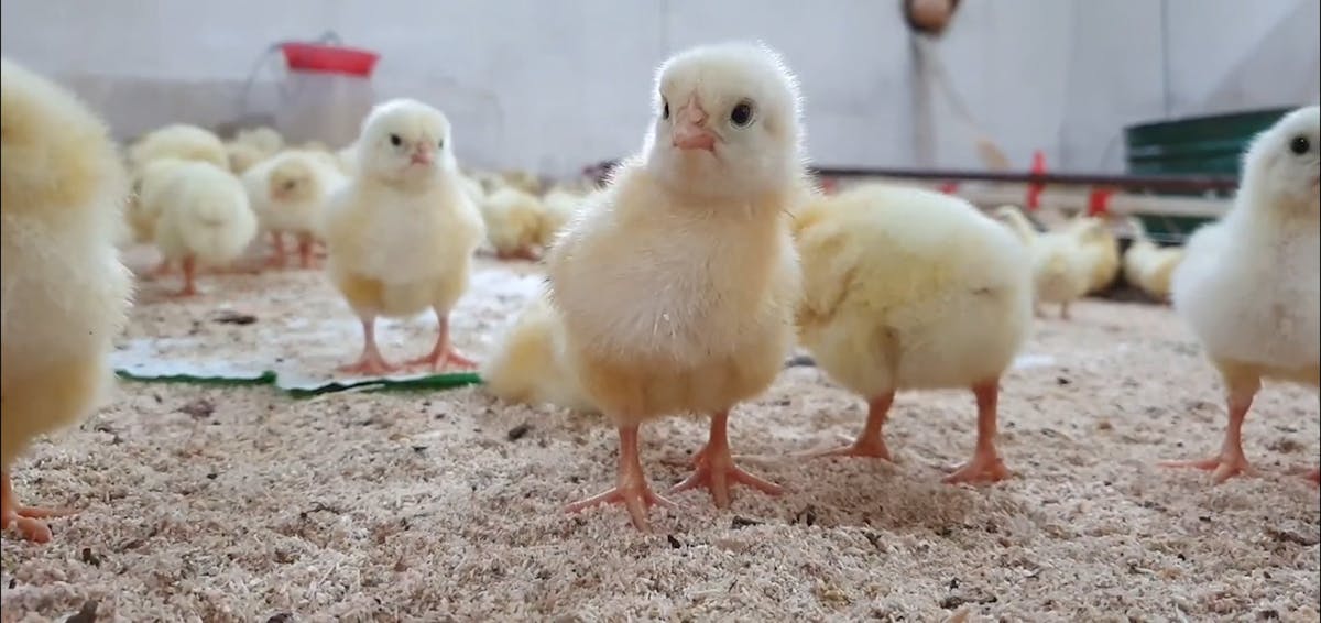 Poultry Farm Videos, Download The BEST Free 4k Stock Video Footage ...