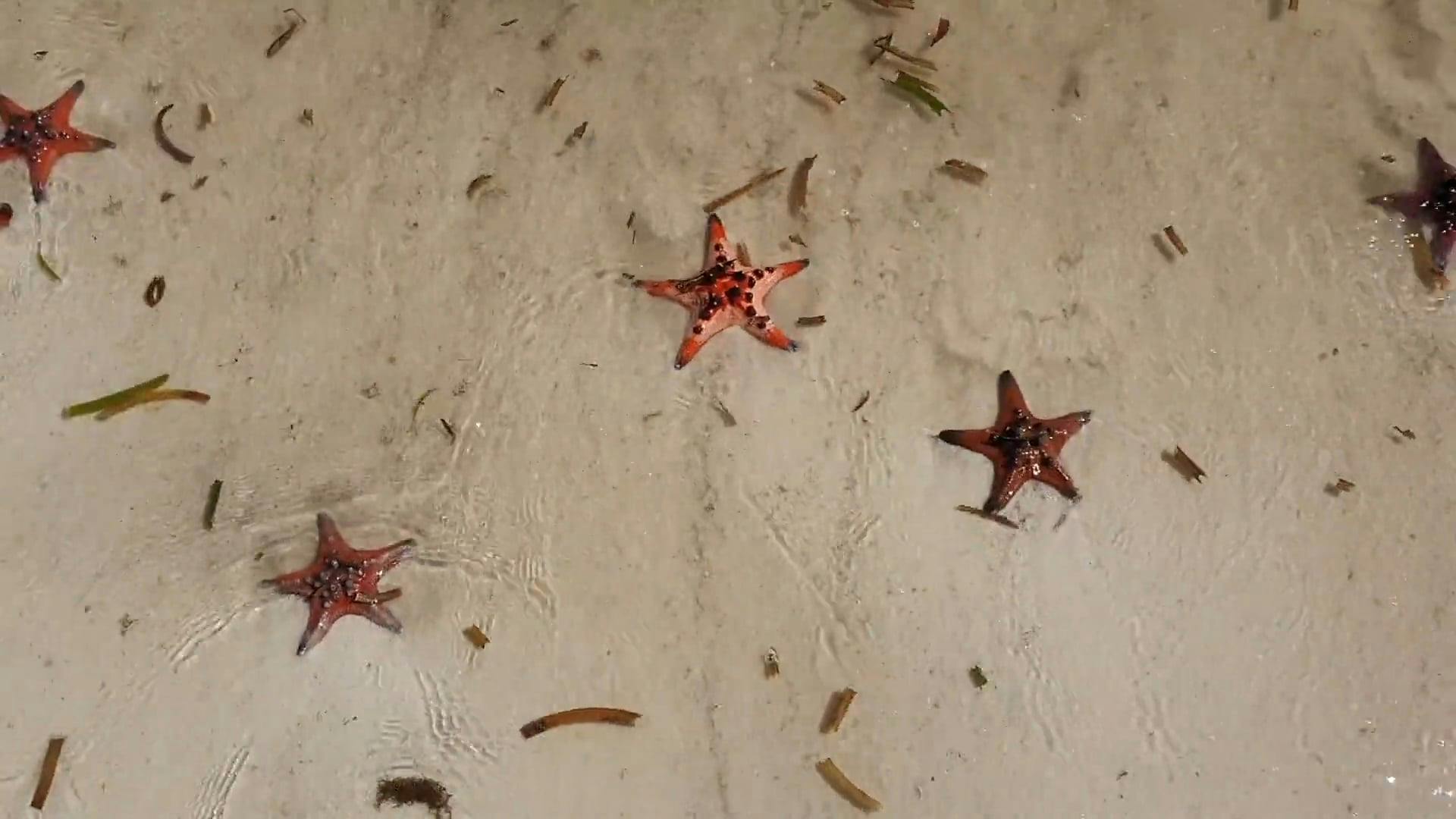 Video Of Starfish On Seashore Free Stock Video Footage, Royalty-Free 4K ...