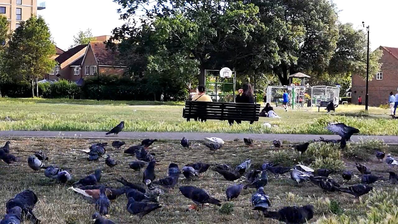 Birds Playing Videos, Download The BEST Free 4k Stock Video Footage ...