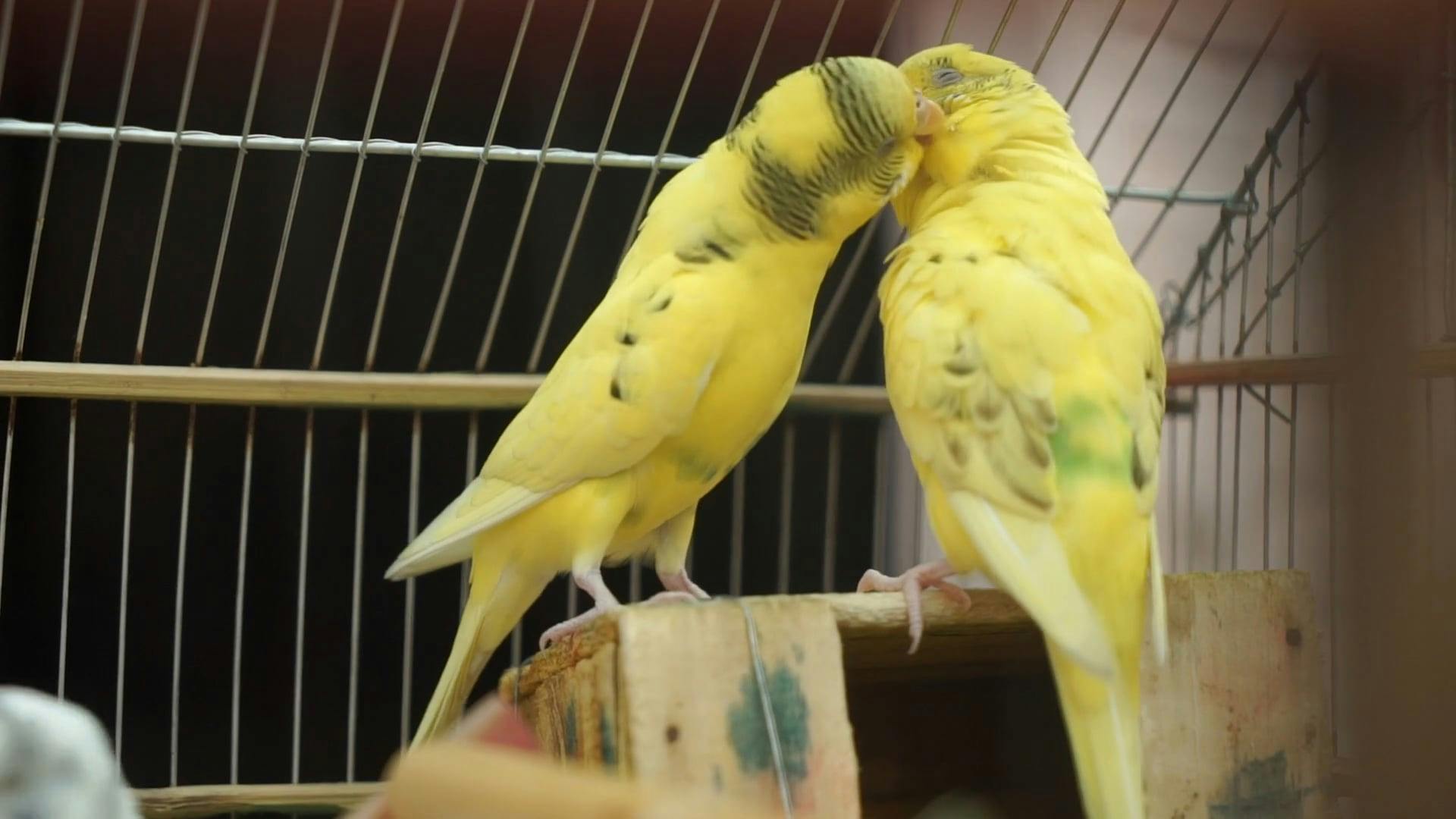 Caged Bird Videos, Download The BEST Free 4k Stock Video Footage ...