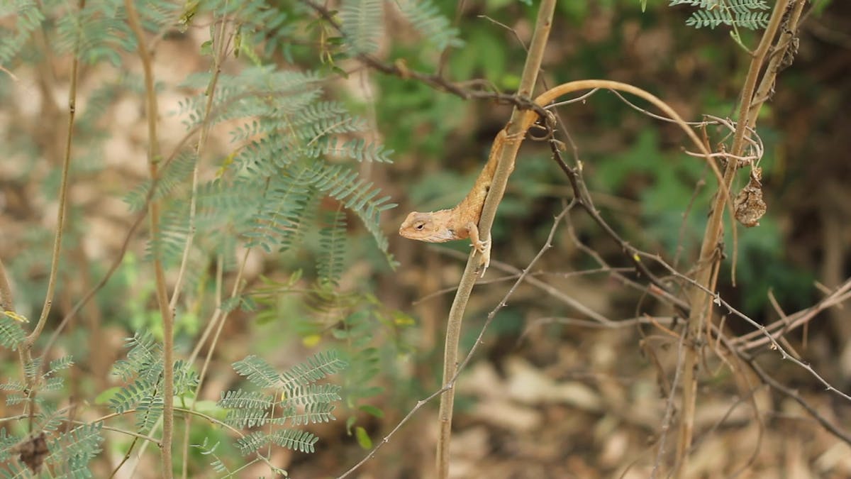 Gecko Videos, Download The BEST Free 4k Stock Video Footage & Gecko HD ...