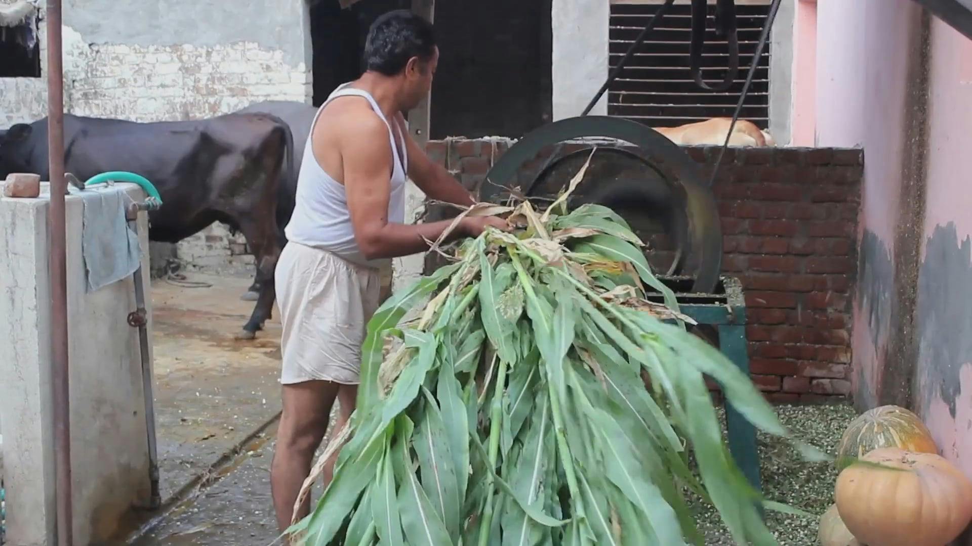 Man Shredding Plants Using A Machinery Free Stock Video Footage ...