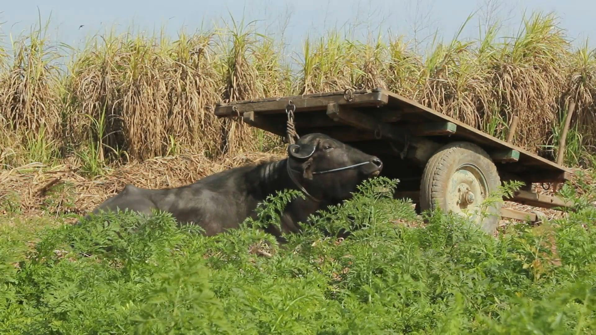 buffalo sitting on the grass Free Stock Video Footage, Royalty-Free 4K ...