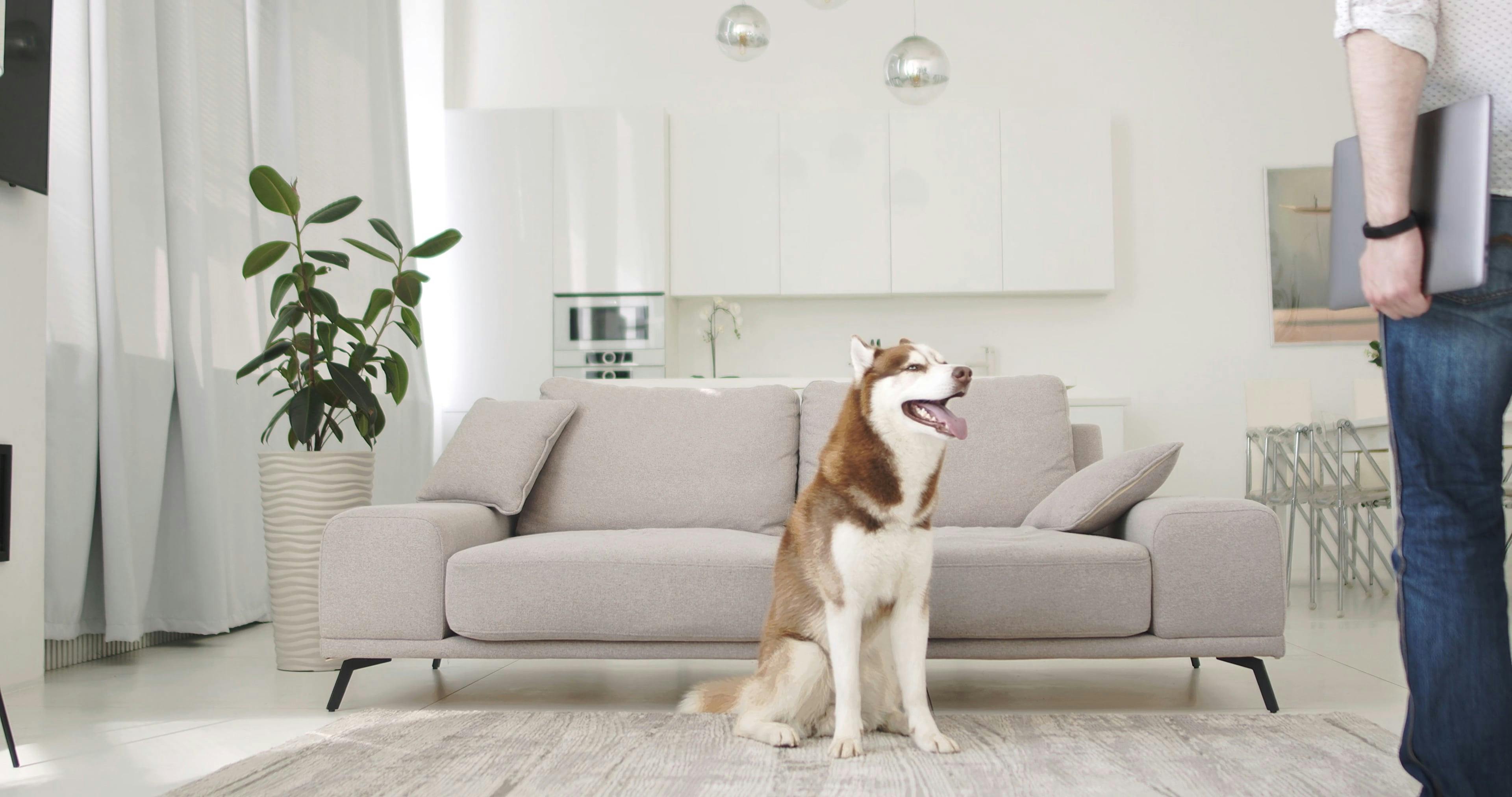 Dog Laptop Wallpaper 4k Videos, Download The BEST Free 4k Stock Video Footage & Dog Laptop ...