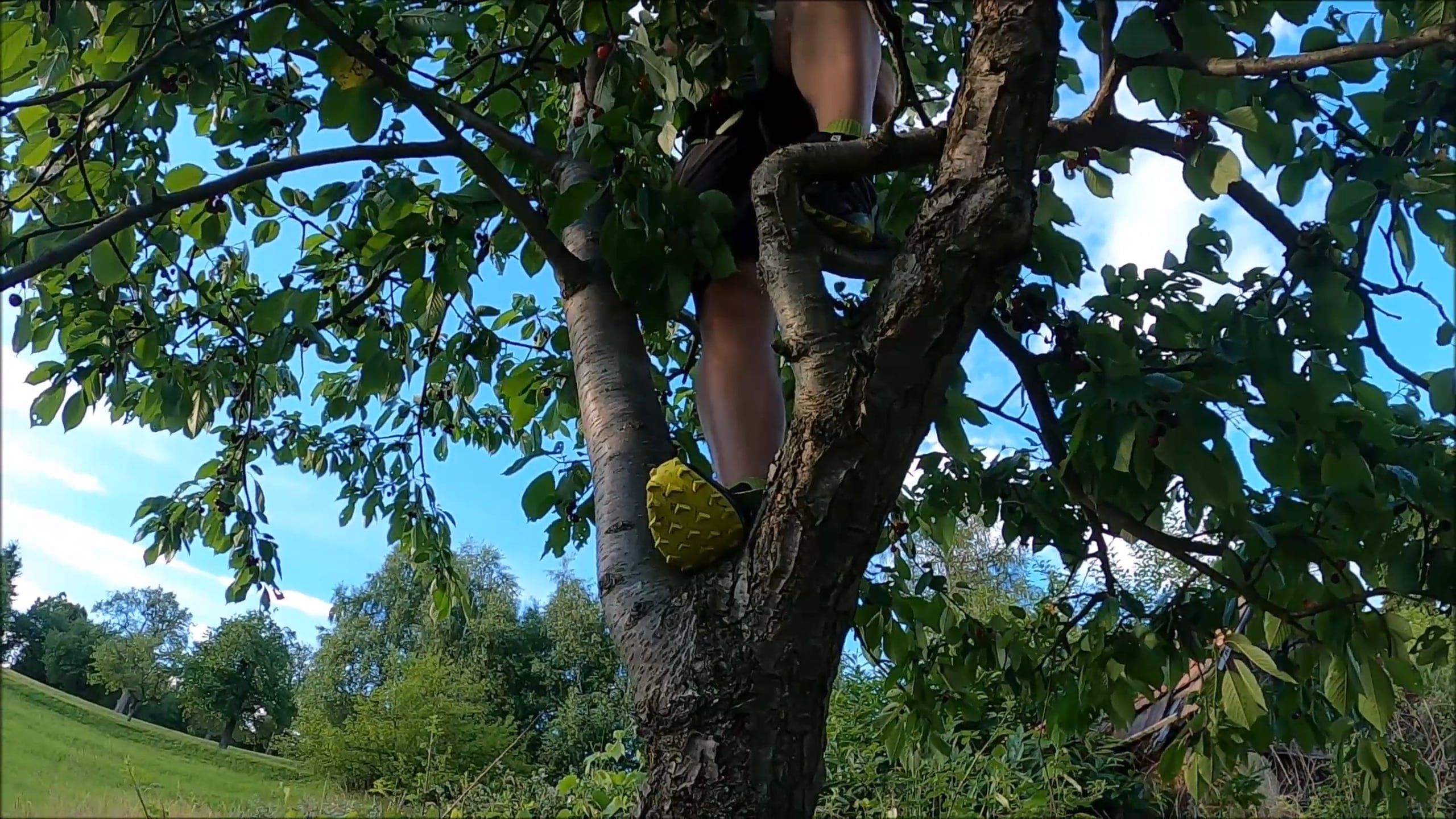 Man Going Down From A Tree Free Stock Video Footage, Royalty-Free 4K ...