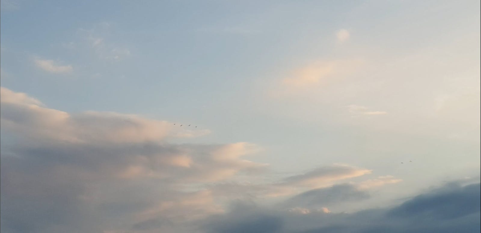 Bird Flying Videos, Download The BEST Free 4k Stock Video Footage ...