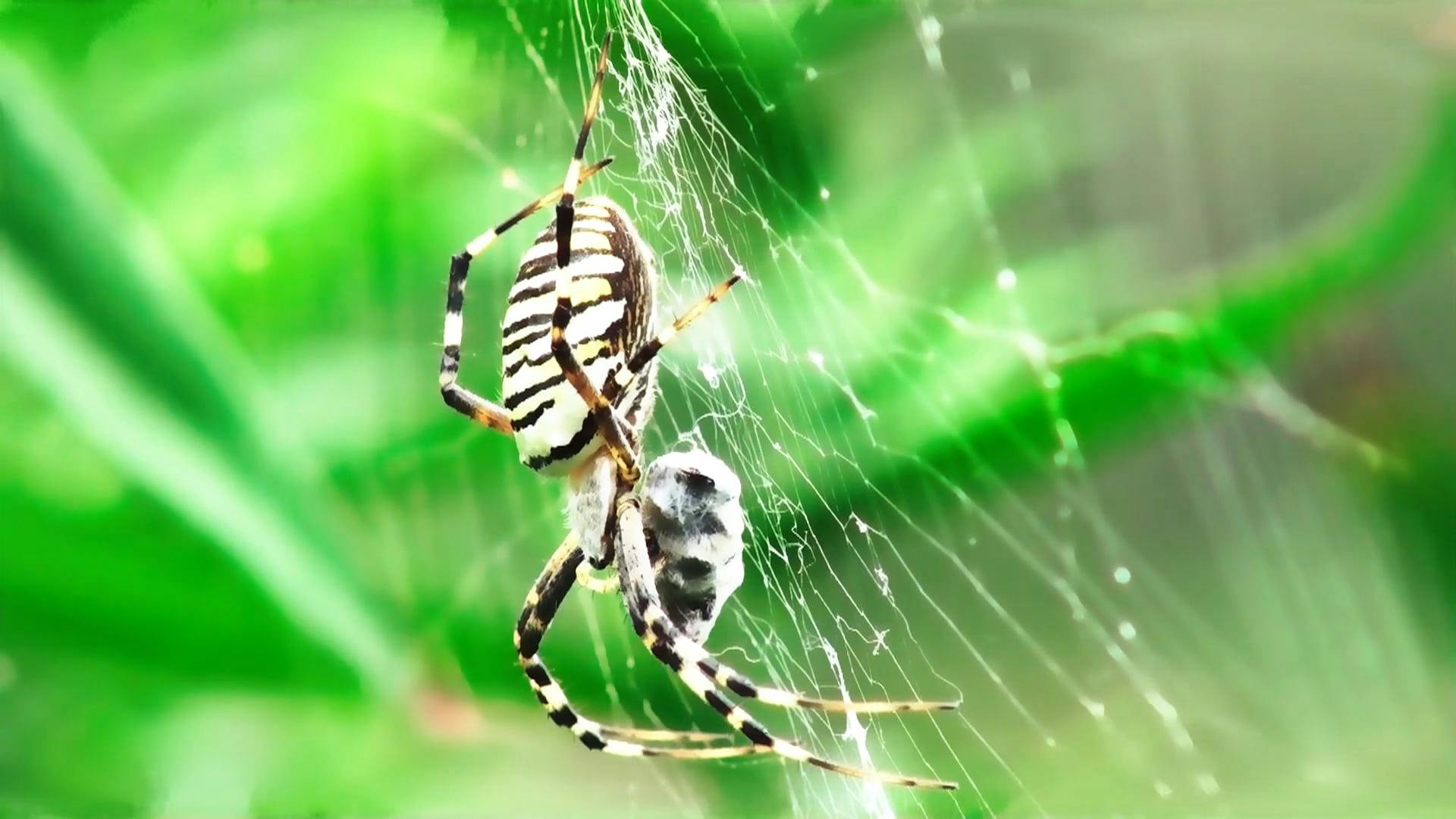 Vídeos de stock gratuitos sobre animal, arácnido, araña
