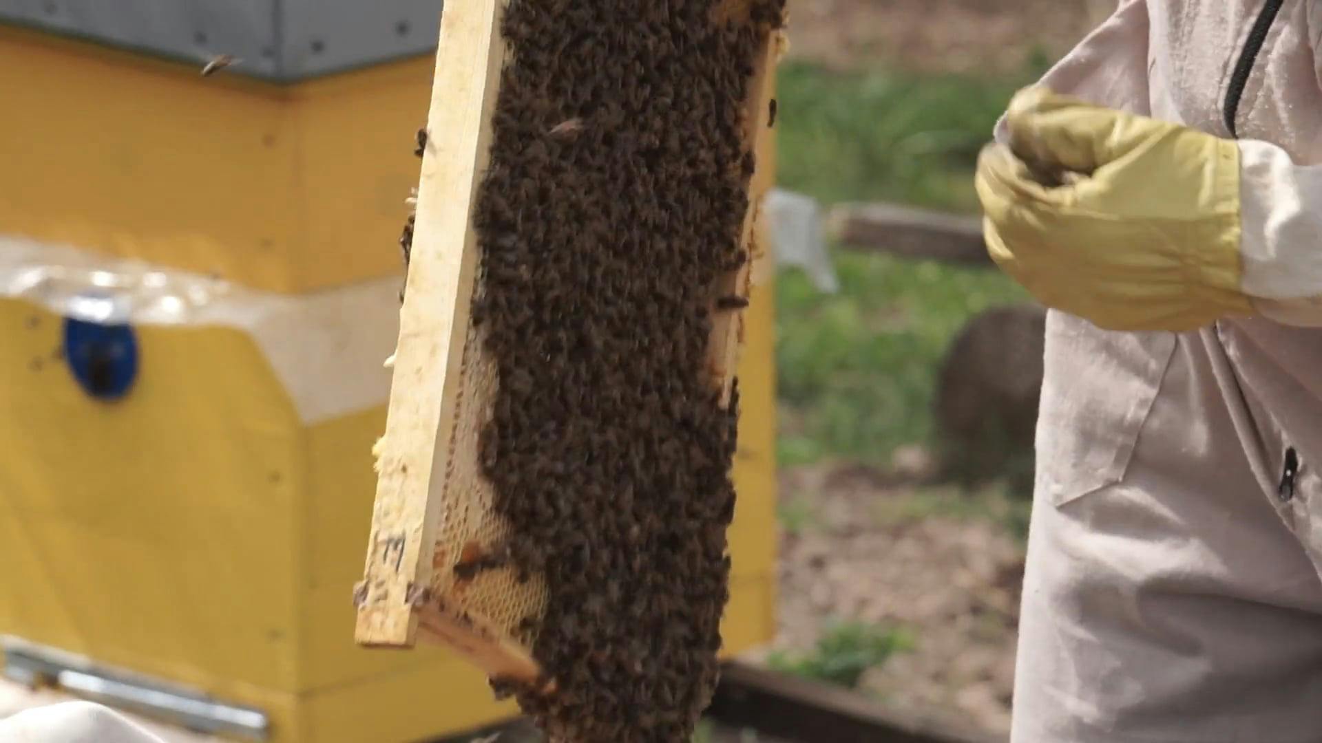 Checking Bees in the Apiary · Free Stock Video