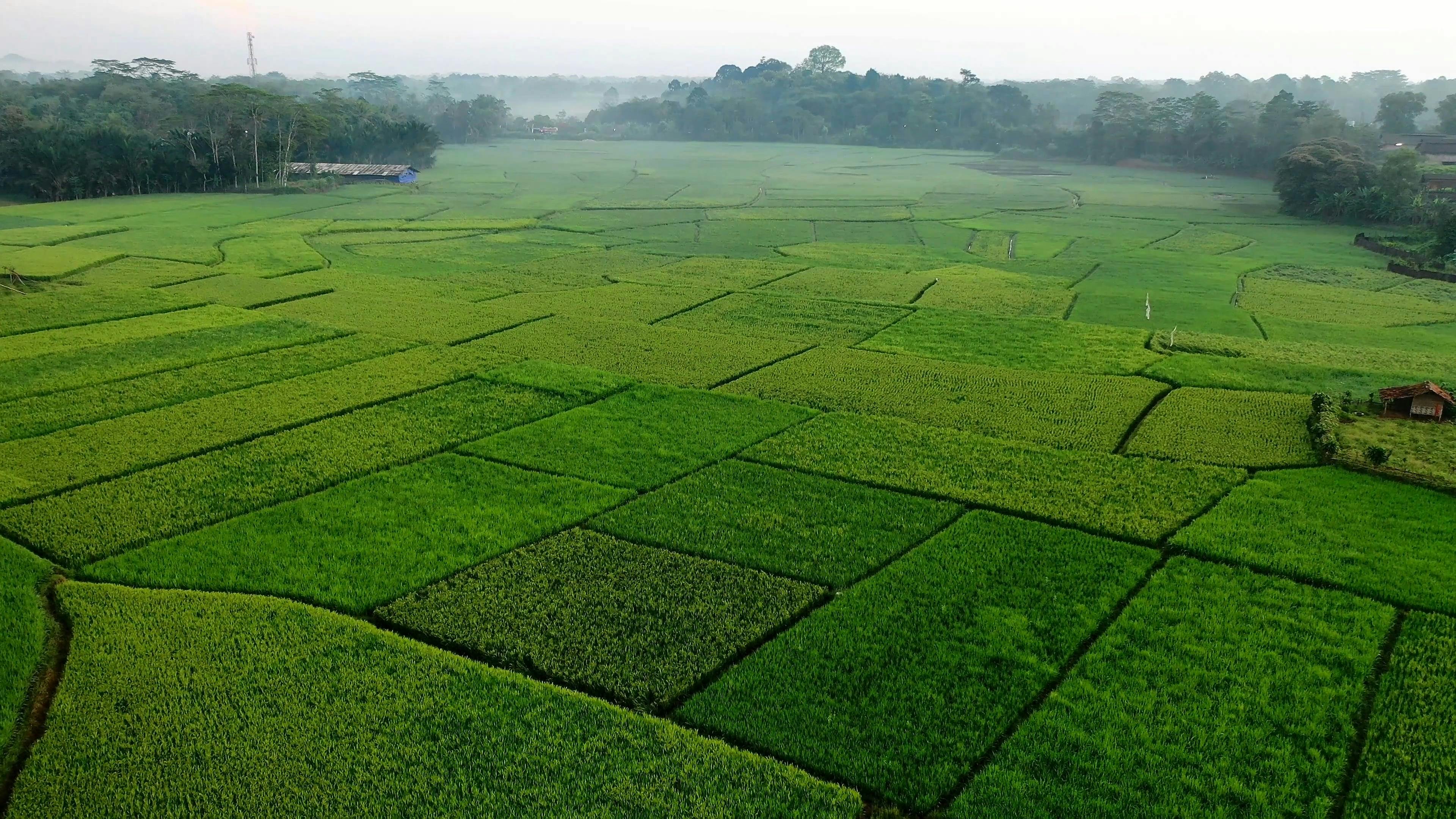 Drone Footage of Rice Terraces · Free Stock Video