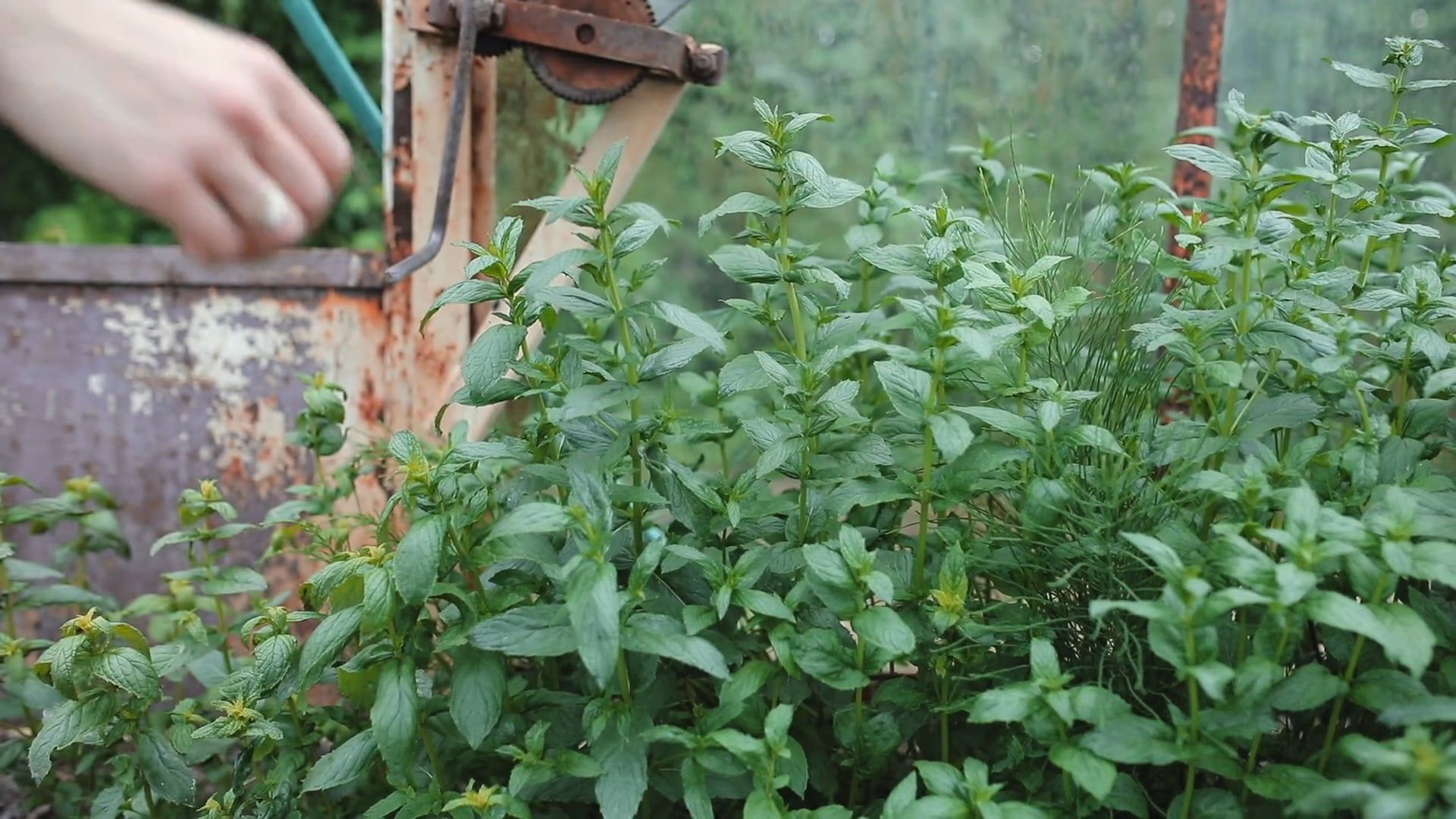Peppermint Green Videos, Download The BEST Free 4k Stock Video Footage ...