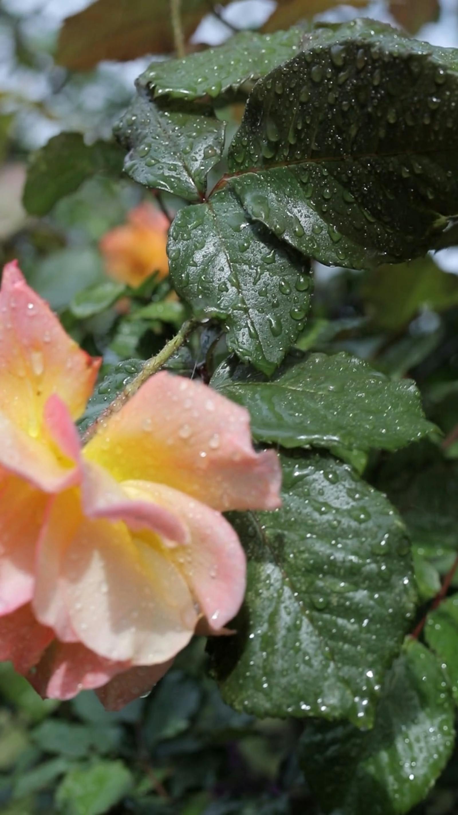 Water Drop Videos, Download The BEST Free 4k Stock Video Footage & Water Drop HD Video Clips