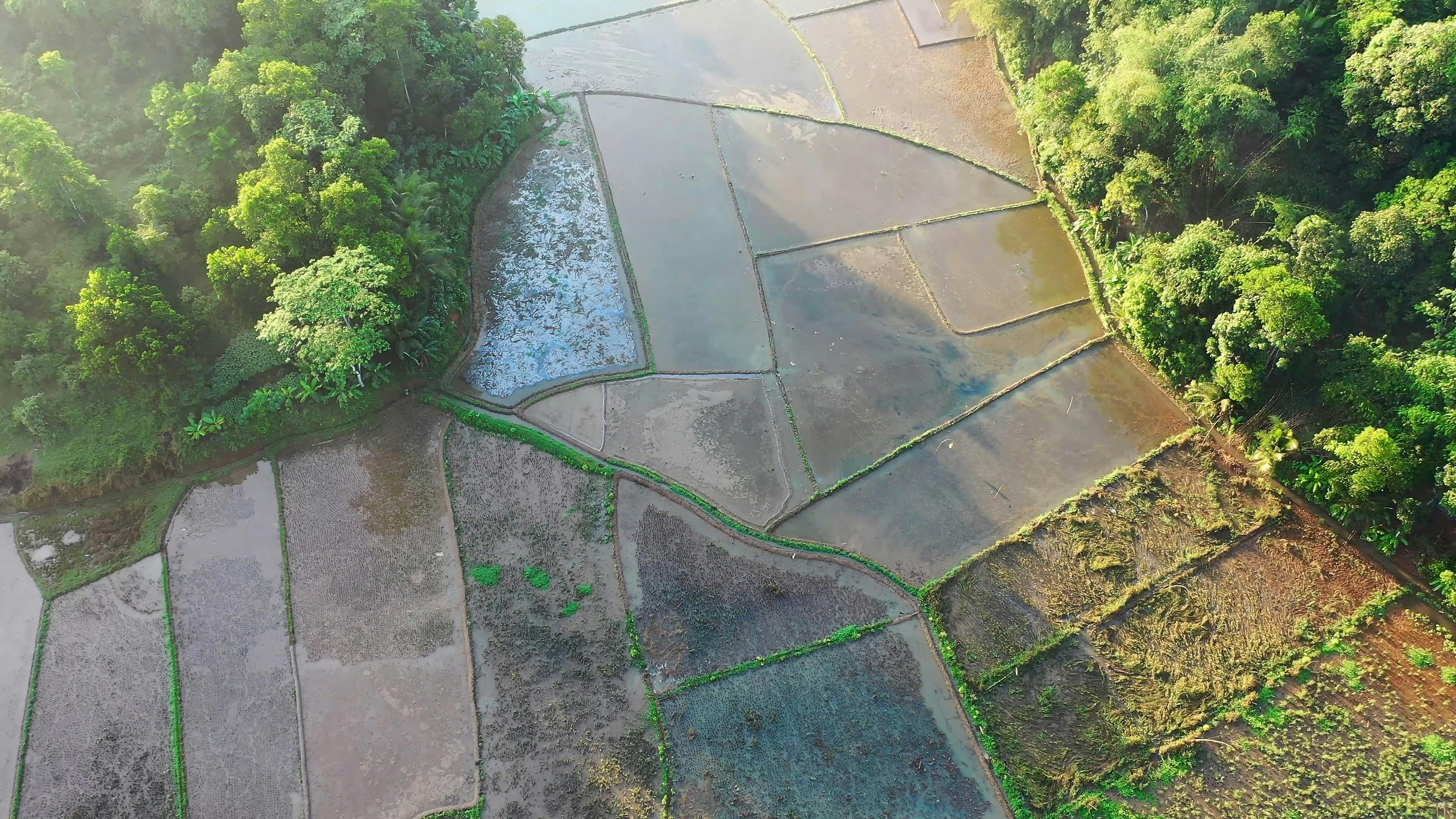 Drone Footage of Rice Fields · Free Stock Video