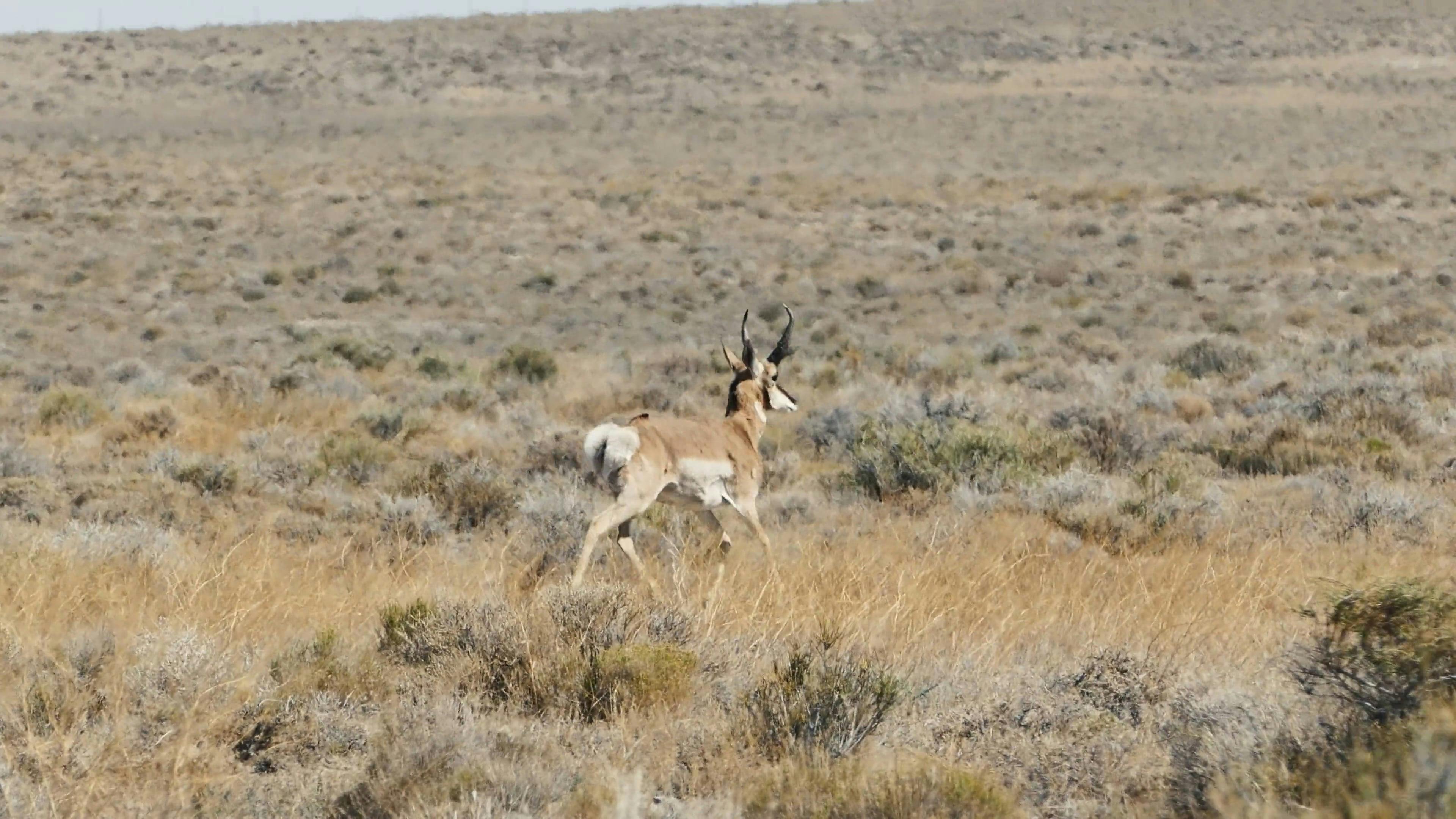 Antelope in Desert Wildlife Free Stock Video Footage, Royalty-Free 4K ...