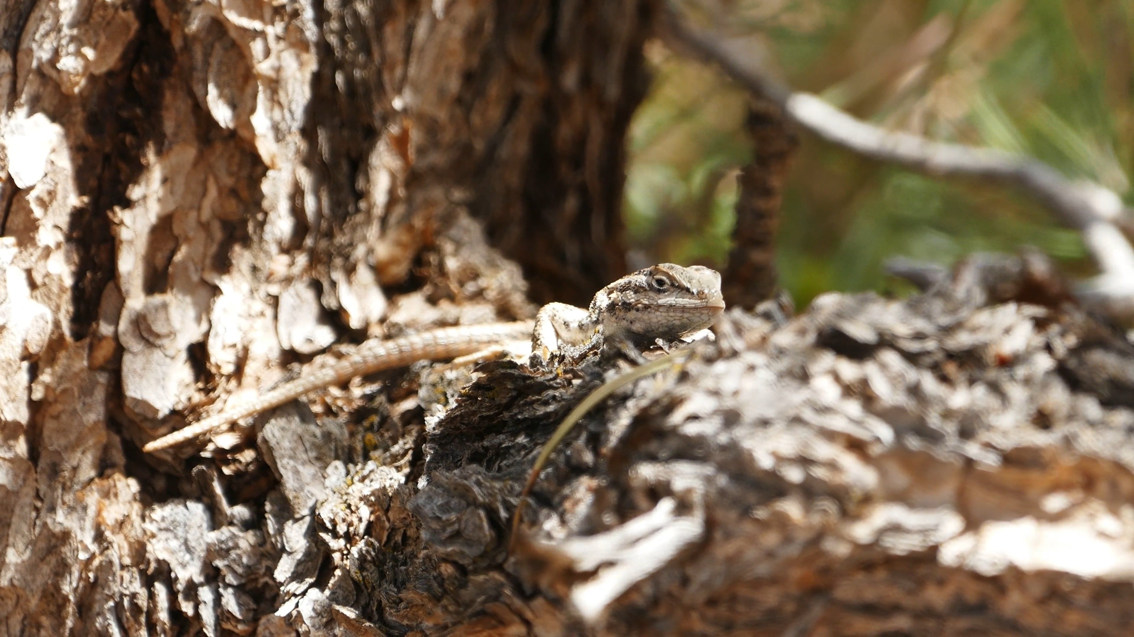 Arid Species Videos, Download The BEST Free 4k Stock Video Footage ...
