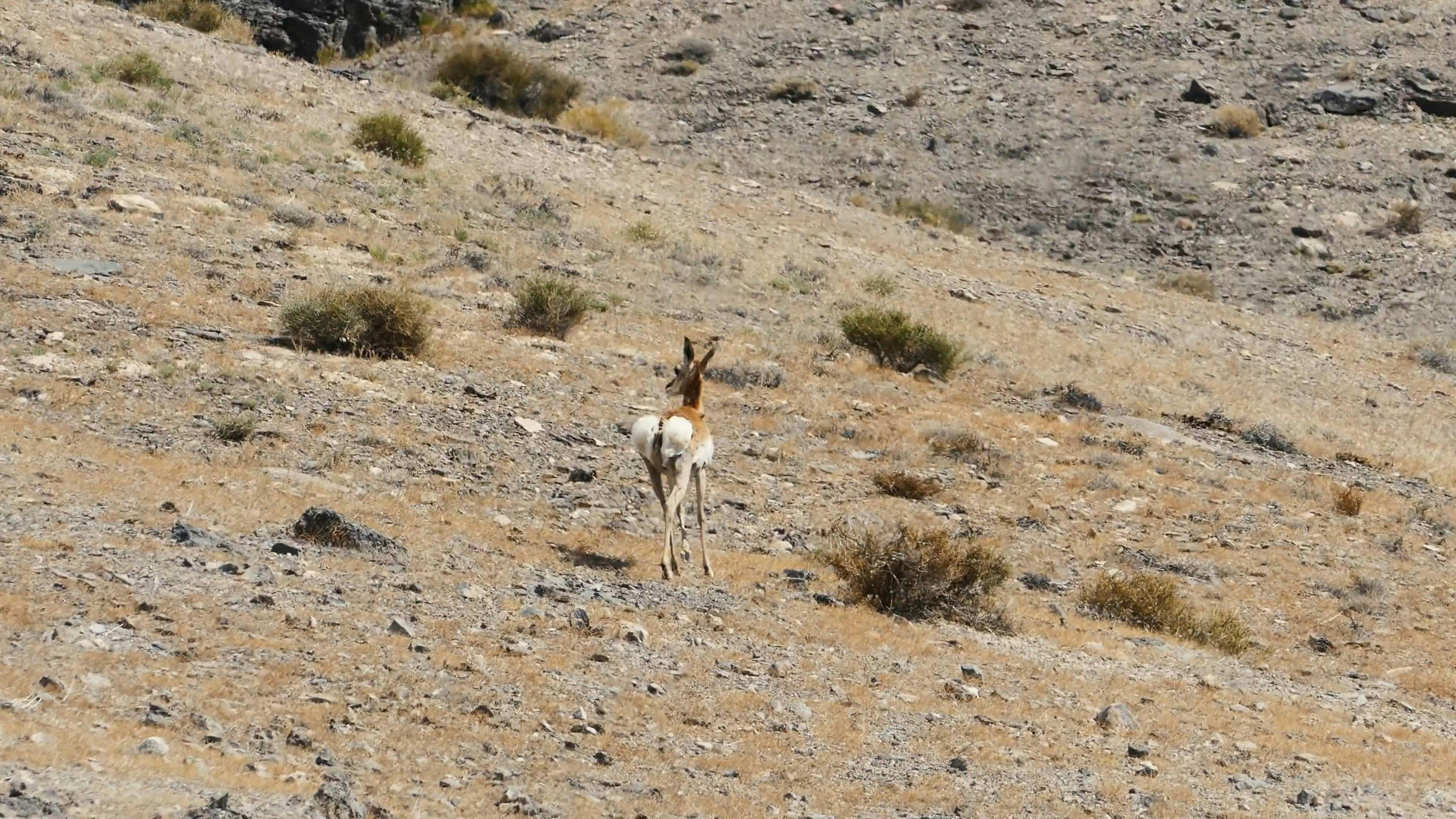 Antelope in Desert Wildlife · Free Stock Video