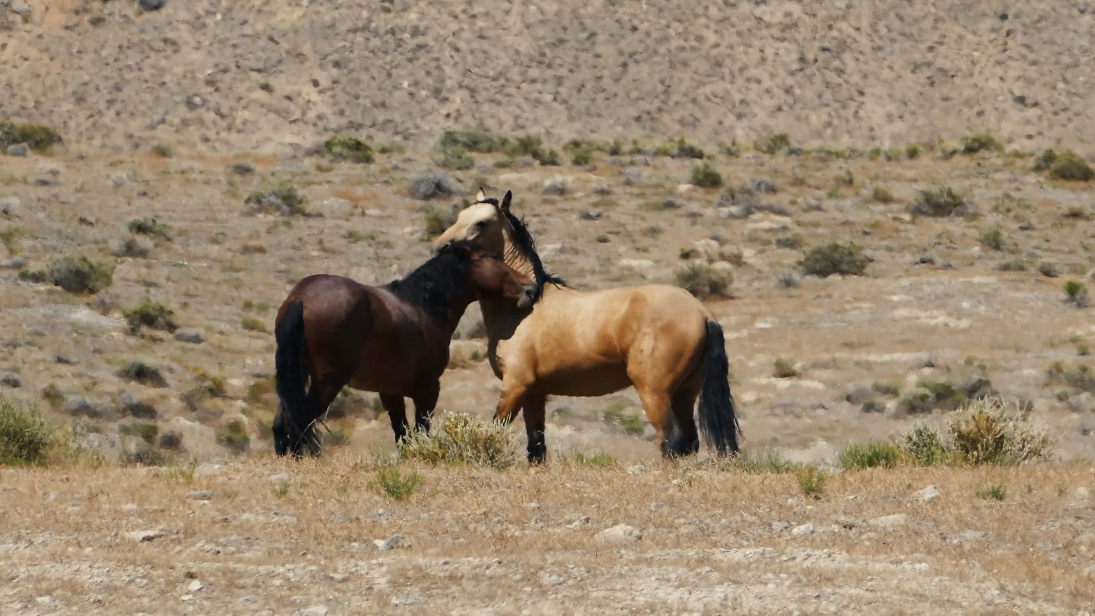 Wild Horses at Desert · Free Stock Video
