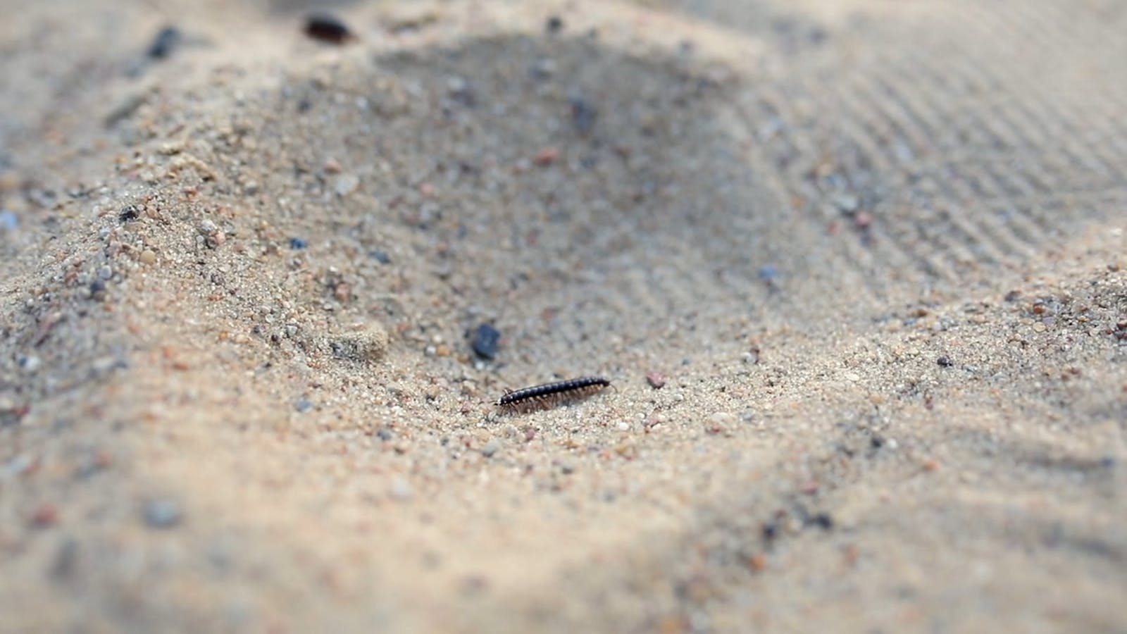 Worm Videos, Download The BEST Free 4k Stock Video Footage & Worm HD ...