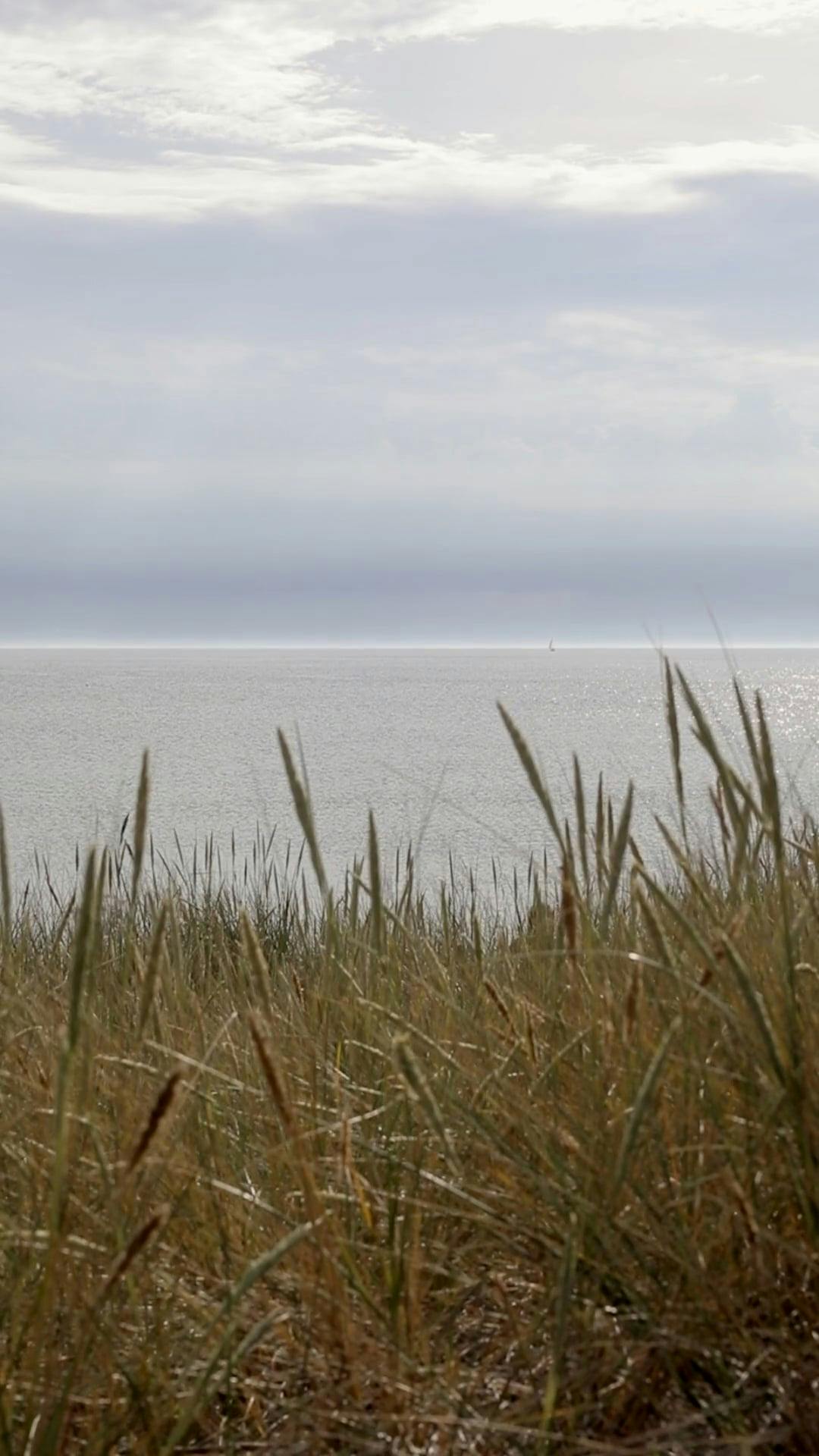 Reeds Sea Videos, Download The BEST Free 4k Stock Video Footage & Reeds ...