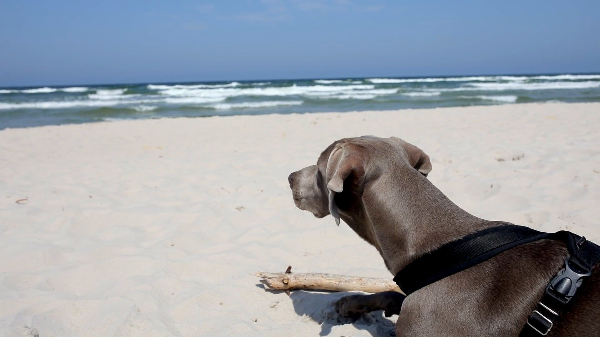Dog Staring Videos, Download The BEST Free 4k Stock Video Footage & Dog ...