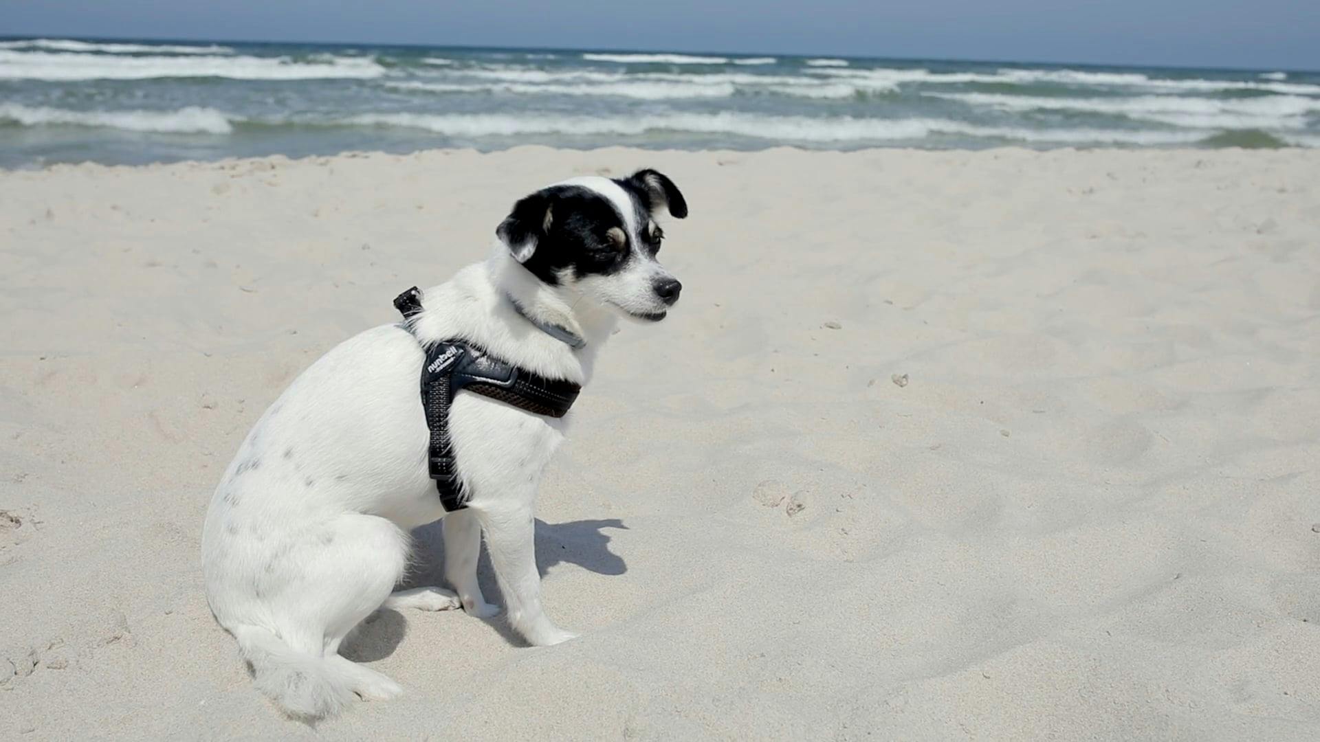 White Dog Chilling on the Beach Free Stock Video Footage, Royalty-Free ...