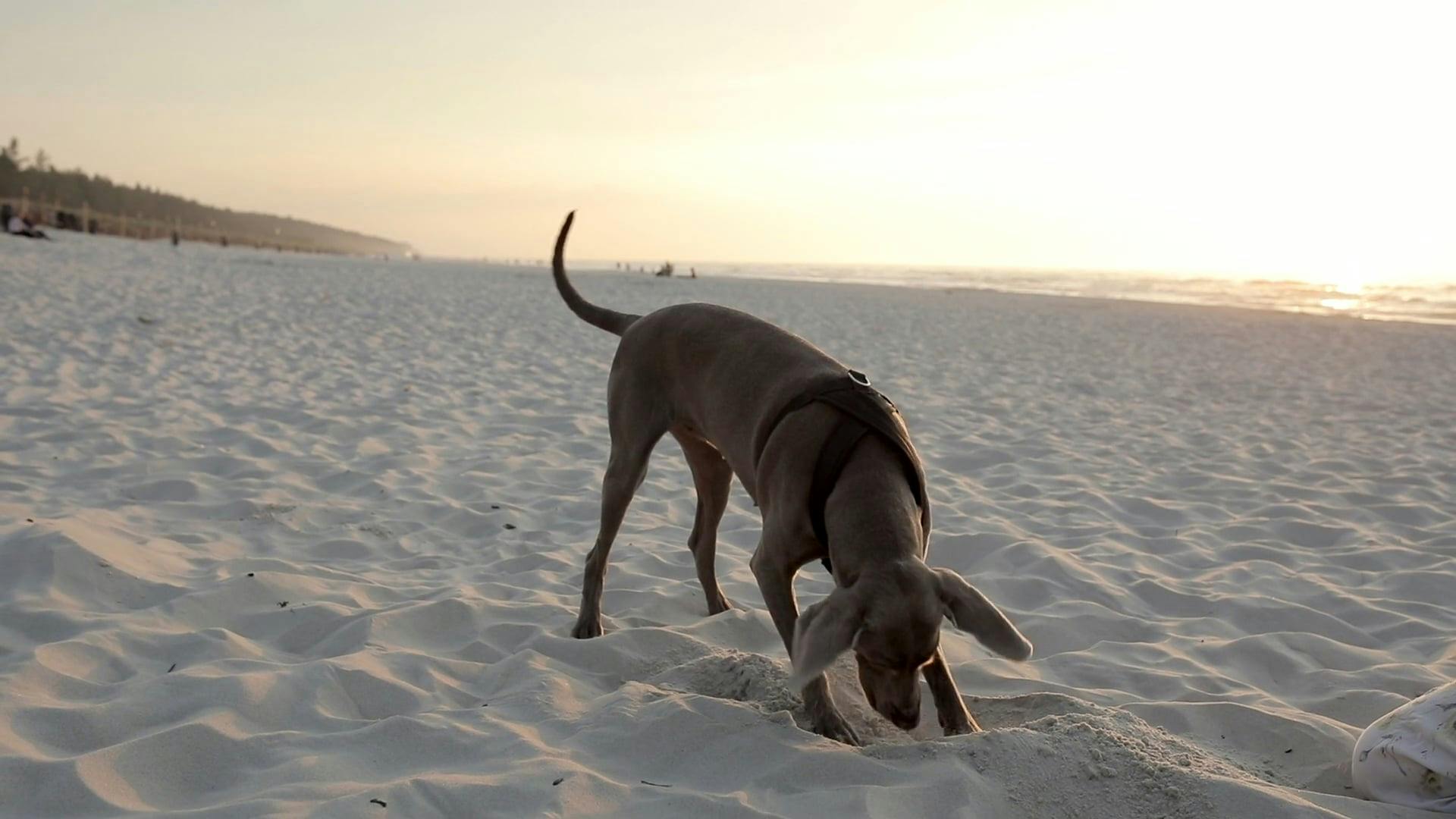 Dig Dog Videos, Download The BEST Free 4k Stock Video Footage & Dig Dog ...