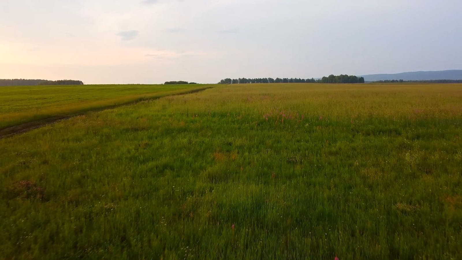 Weed Forest Videos, Download The BEST Free 4k Stock Video Footage ...