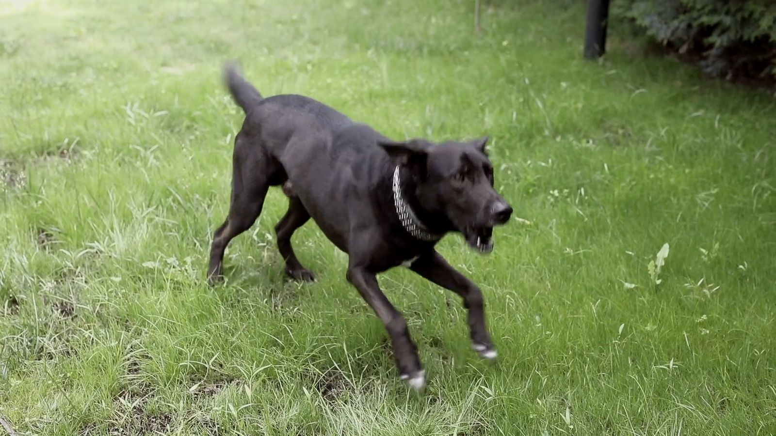 Dog Barking Videos, Download The BEST Free 4k Stock Video Footage & Dog ...