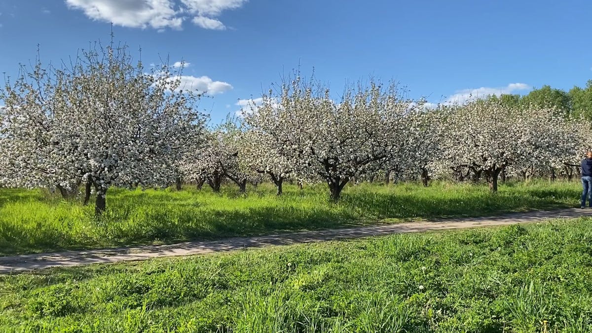 Tree Planting Videos, Download The BEST Free 4k Stock Video Footage ...