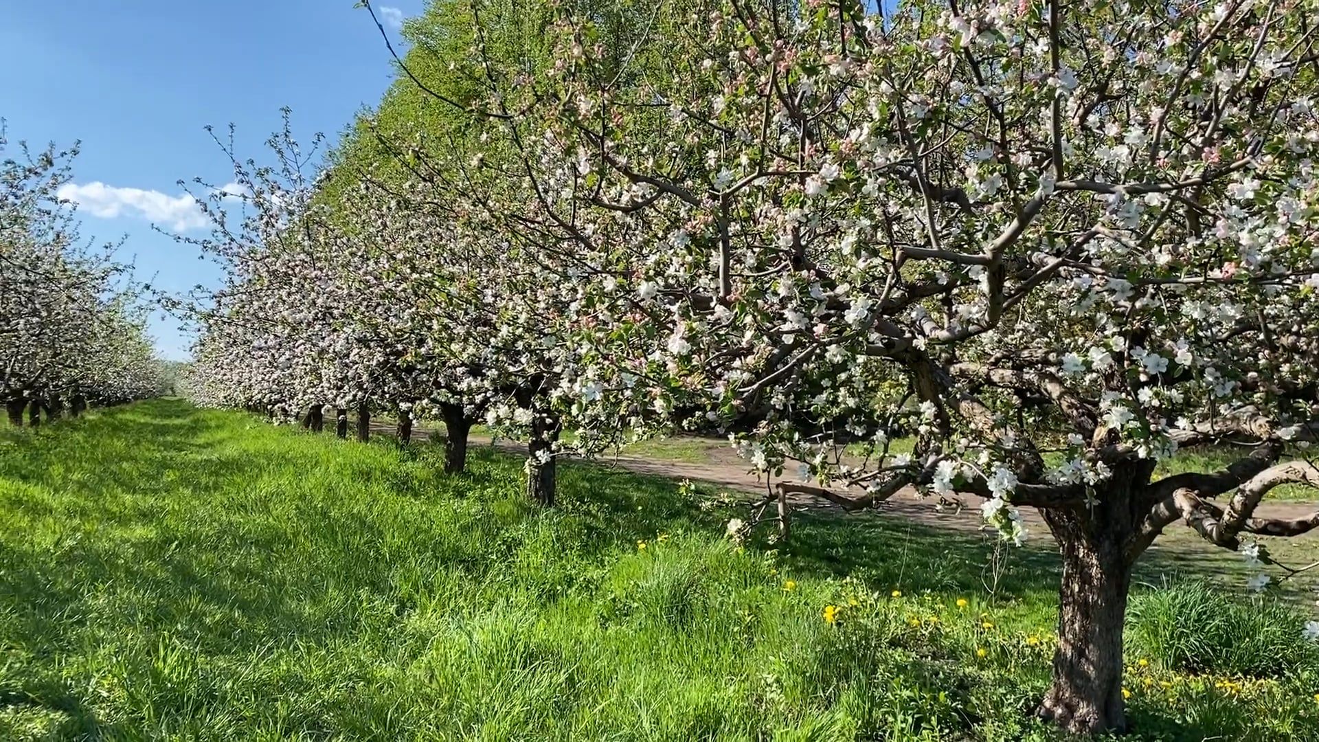 Growing Flower Bearing Trees In An Agricultural Land Free Stock Video ...
